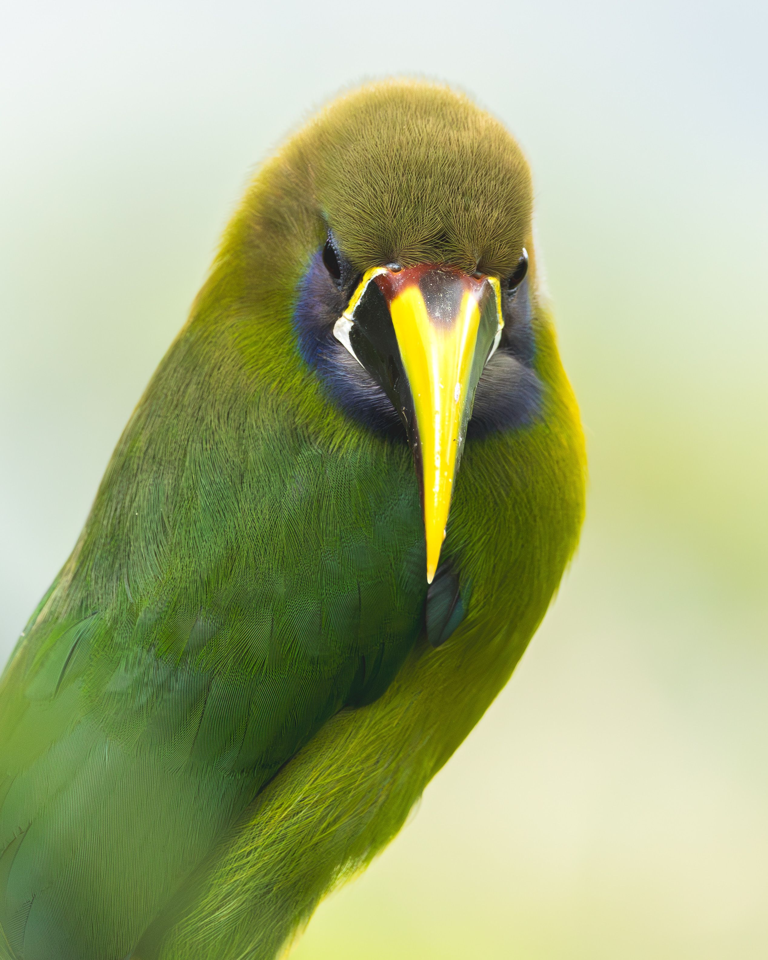A bird with a long beak · Free Stock Photo