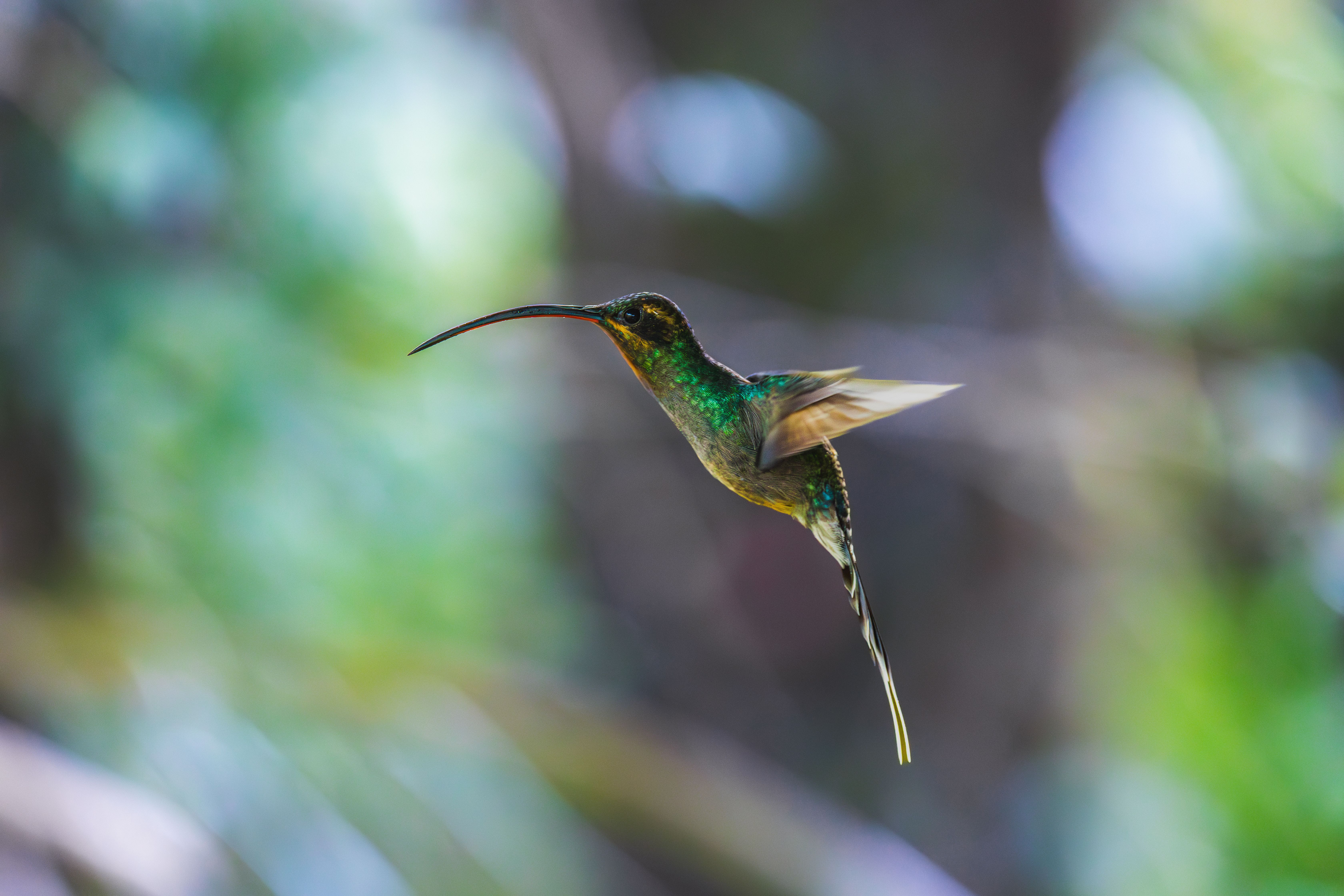 Flying Hummingbird Bird · Free Stock Photo