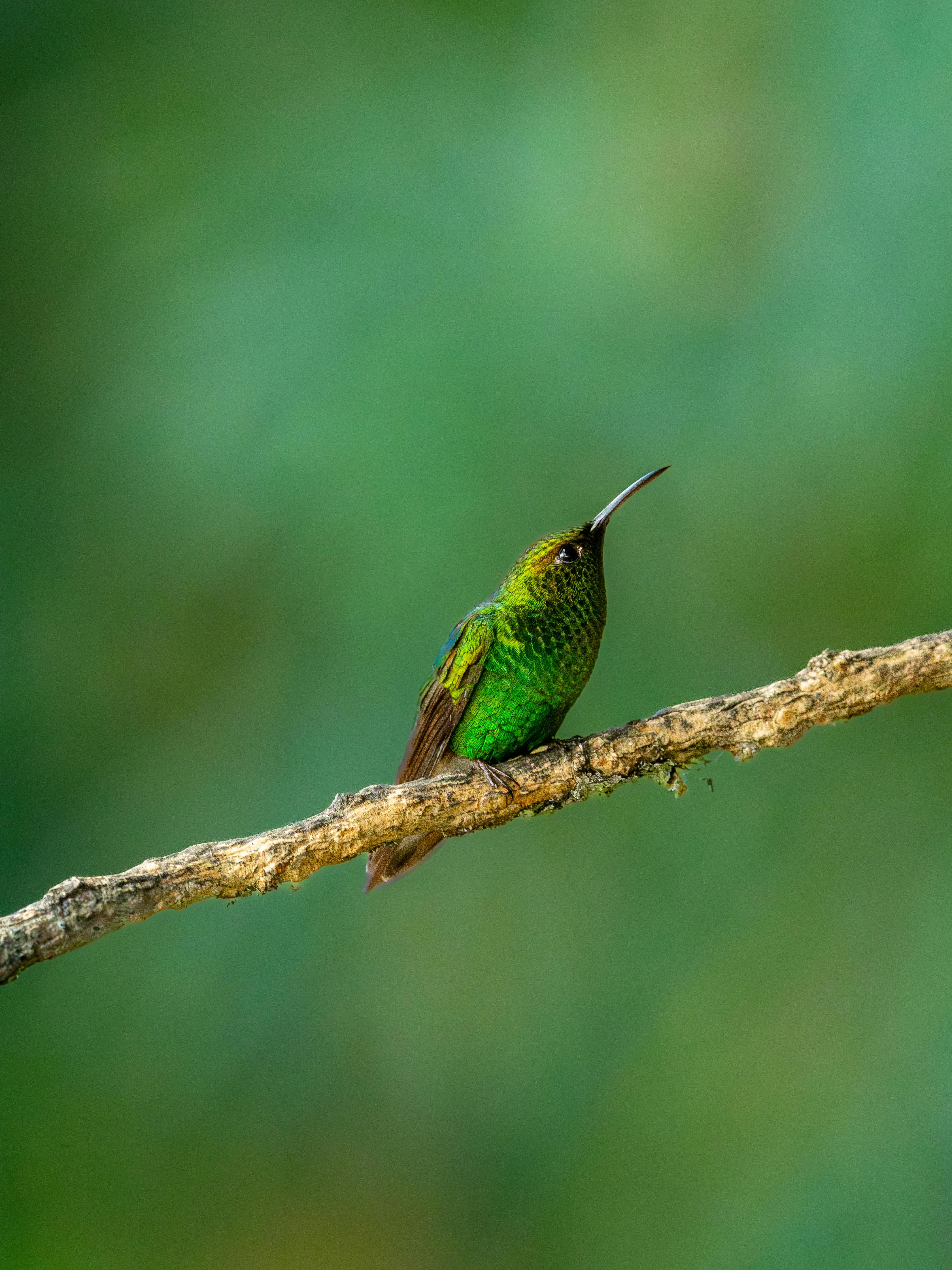 A green and yellow hummingbird perched on a branch · Free Stock Photo