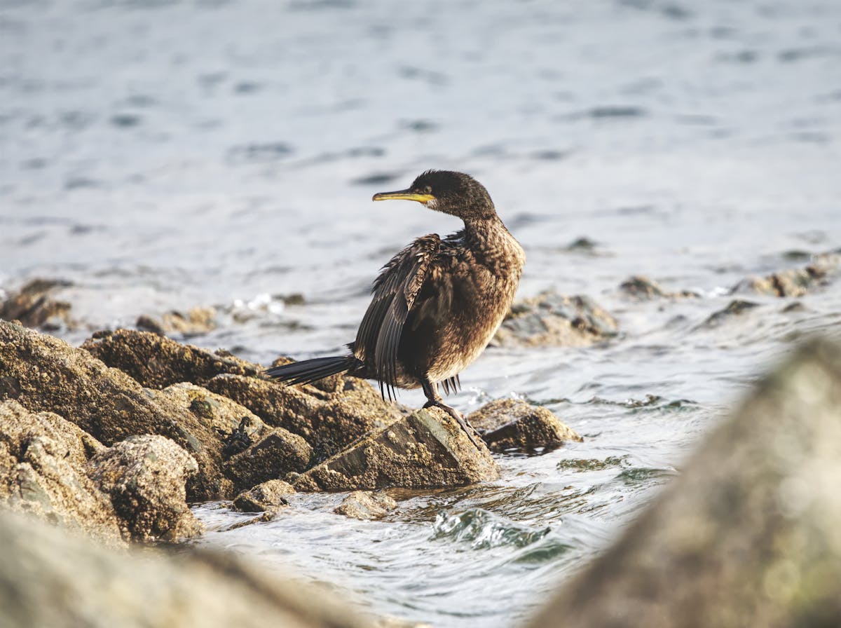 European Shag Photos, Download The BEST Free European Shag Stock Photos ...