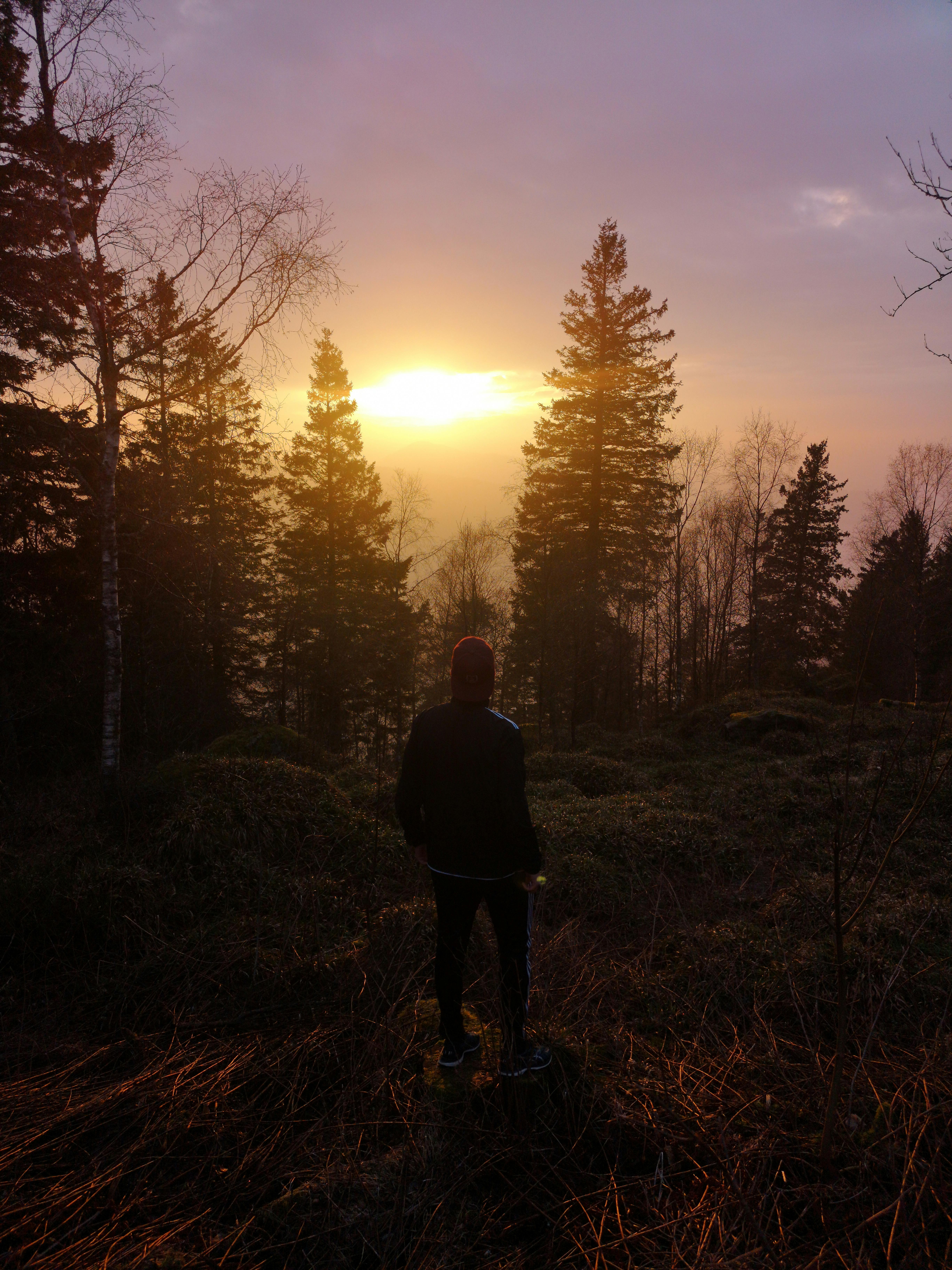 Standing Man Near Trees during Sunset · Free Stock Photo