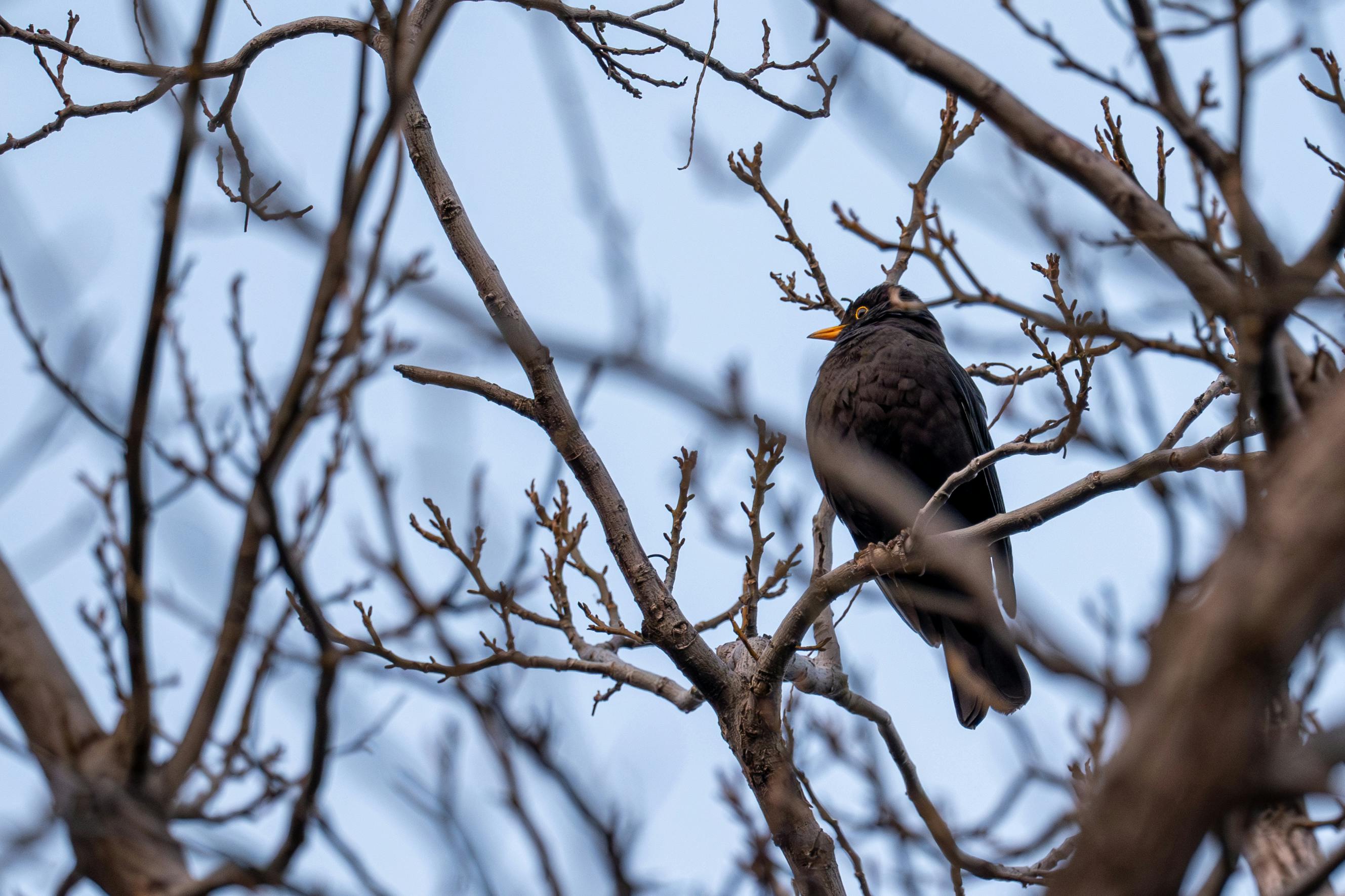 Khejadi Tree Photos, Download The BEST Free Khejadi Tree Stock Photos ...