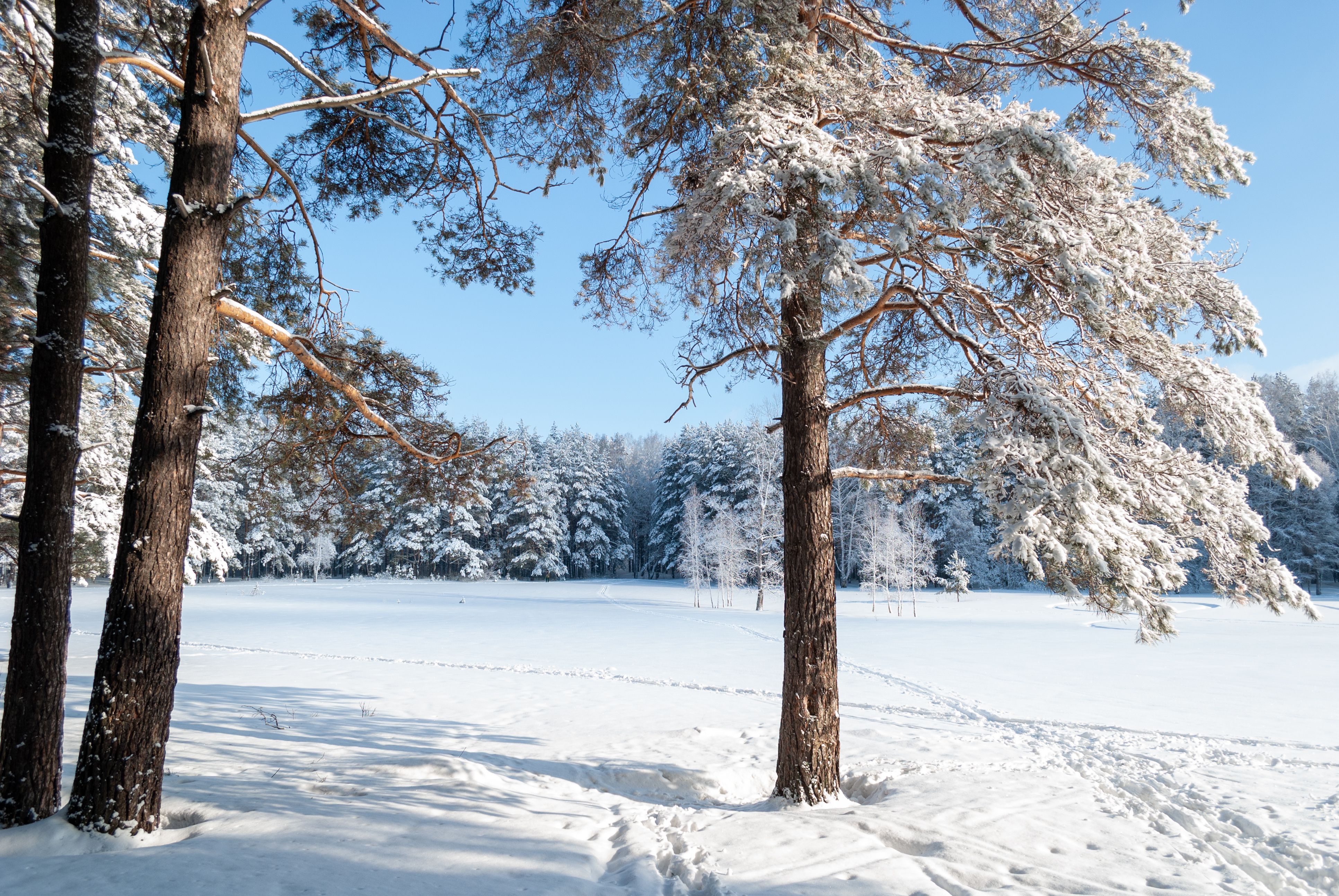 Trees and Field in Snow · Free Stock Photo