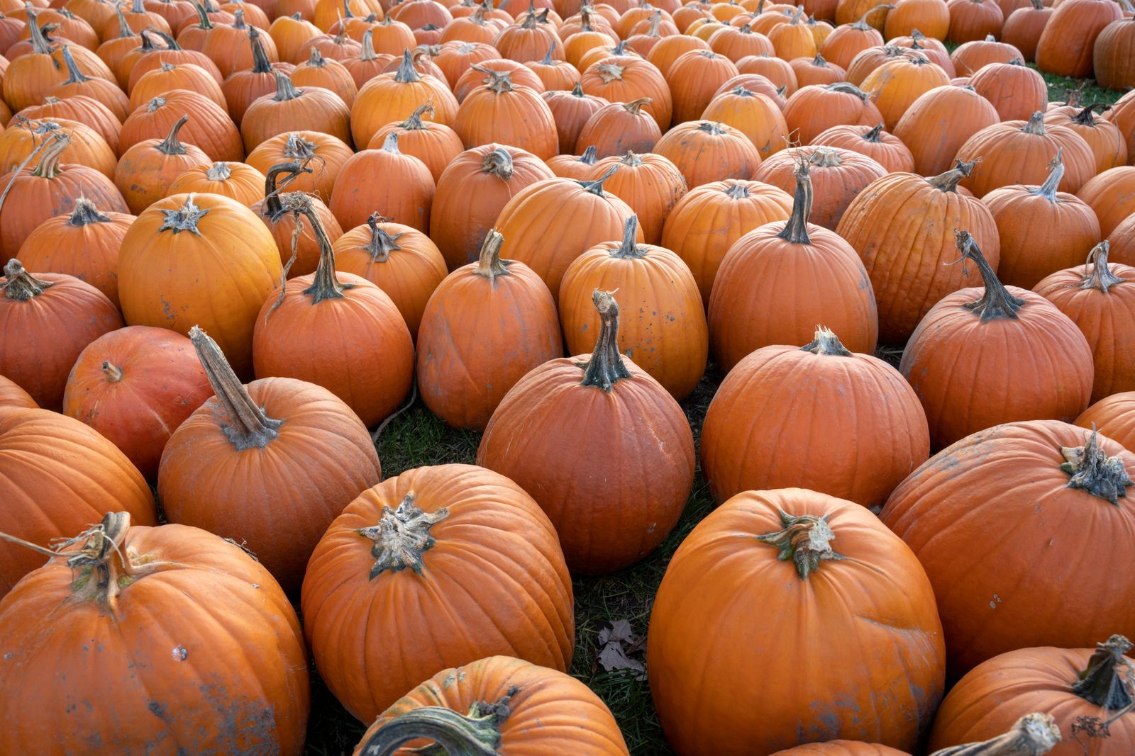 Welcome Pumpkins Photos, Download The BEST Free Welcome Pumpkins Stock ...