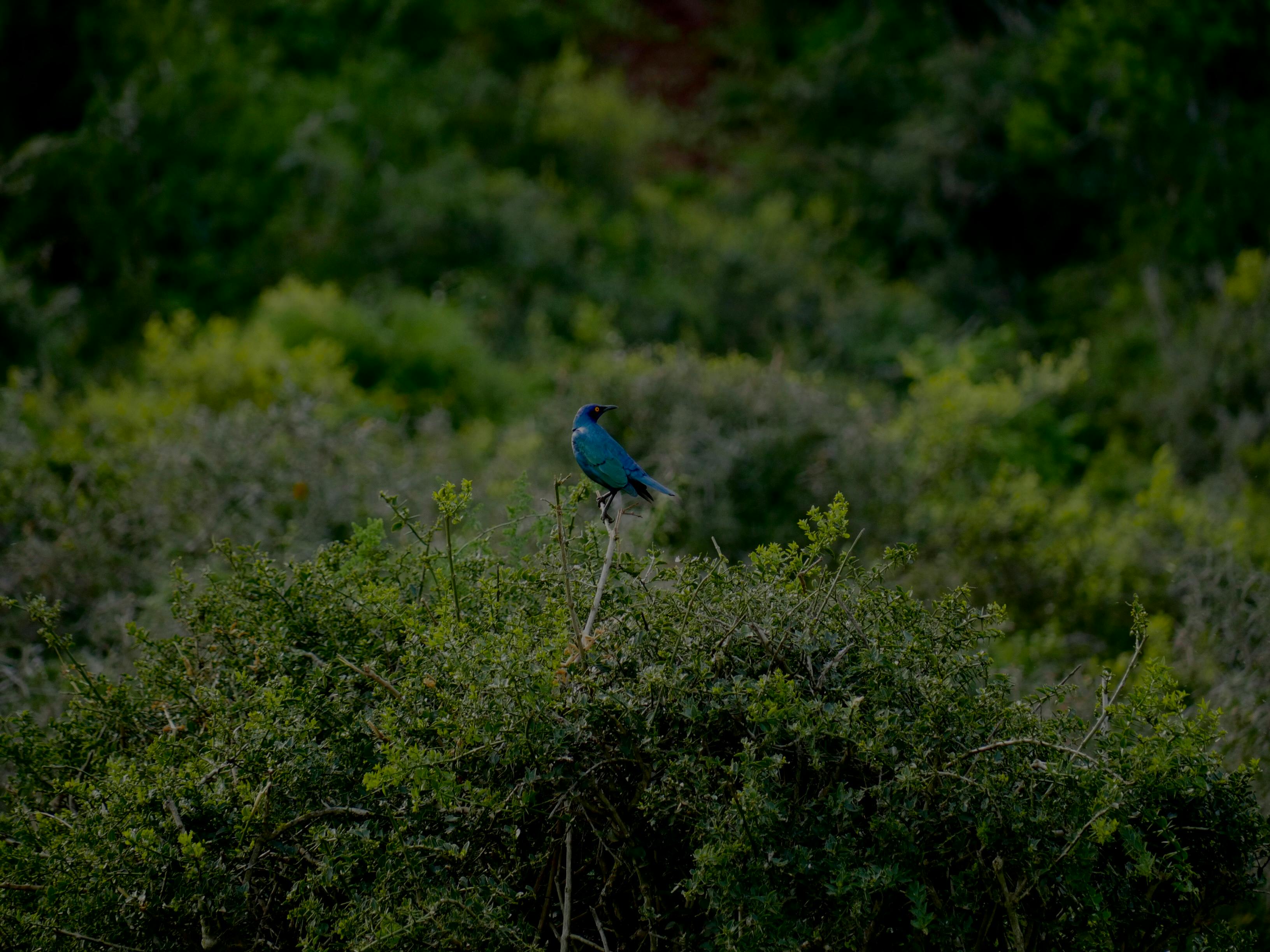 Small Bird on Bushes · Free Stock Photo