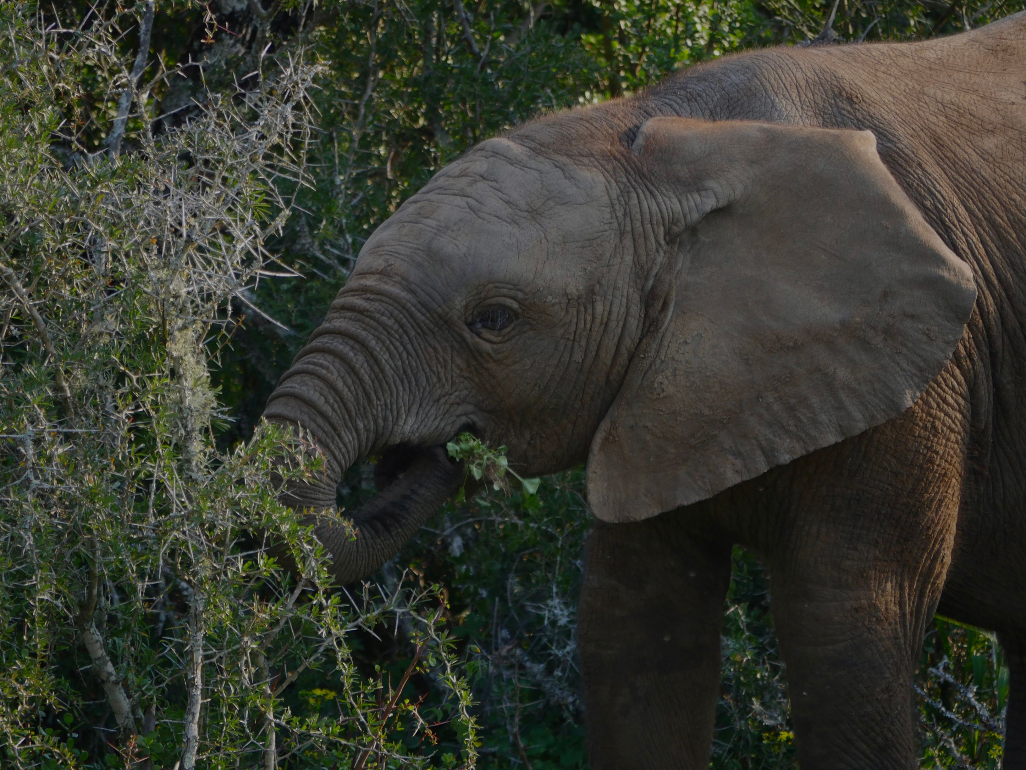 Elephant in Nature · Free Stock Photo
