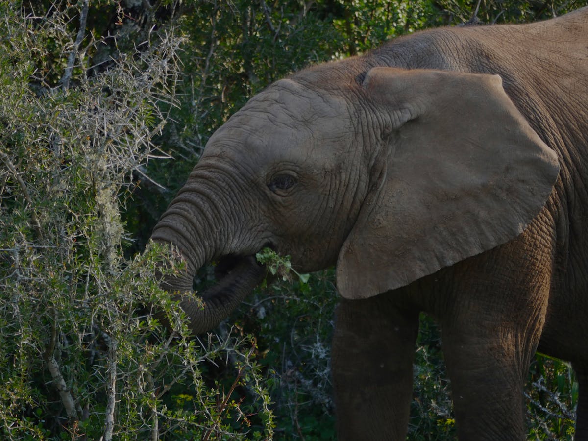 Elephant Trumpet Photos, Download The BEST Free Elephant Trumpet Stock ...