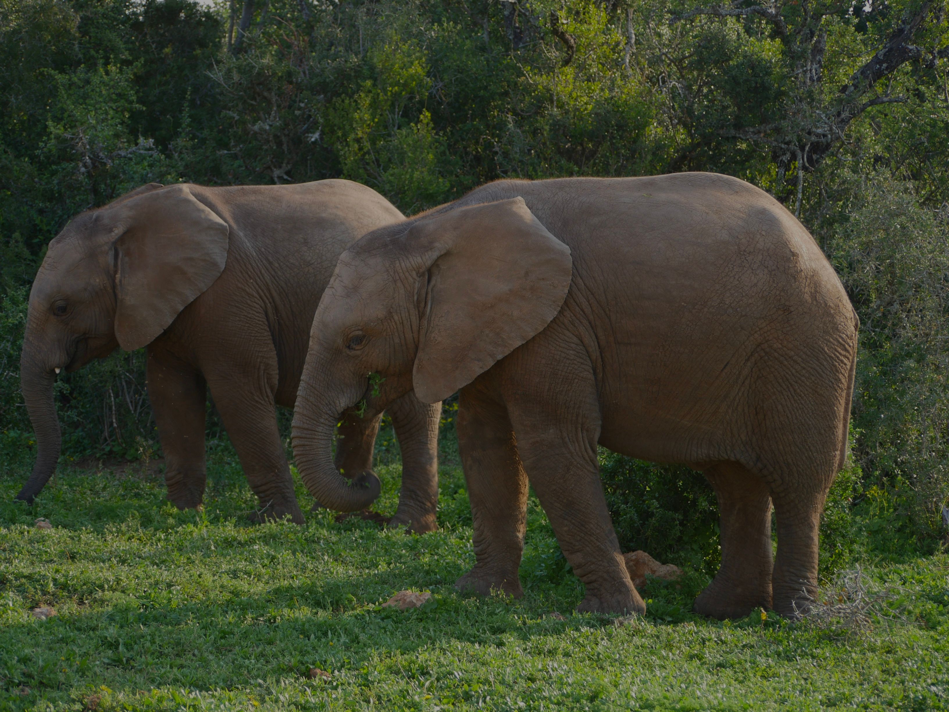 Elephants in Nature · Free Stock Photo