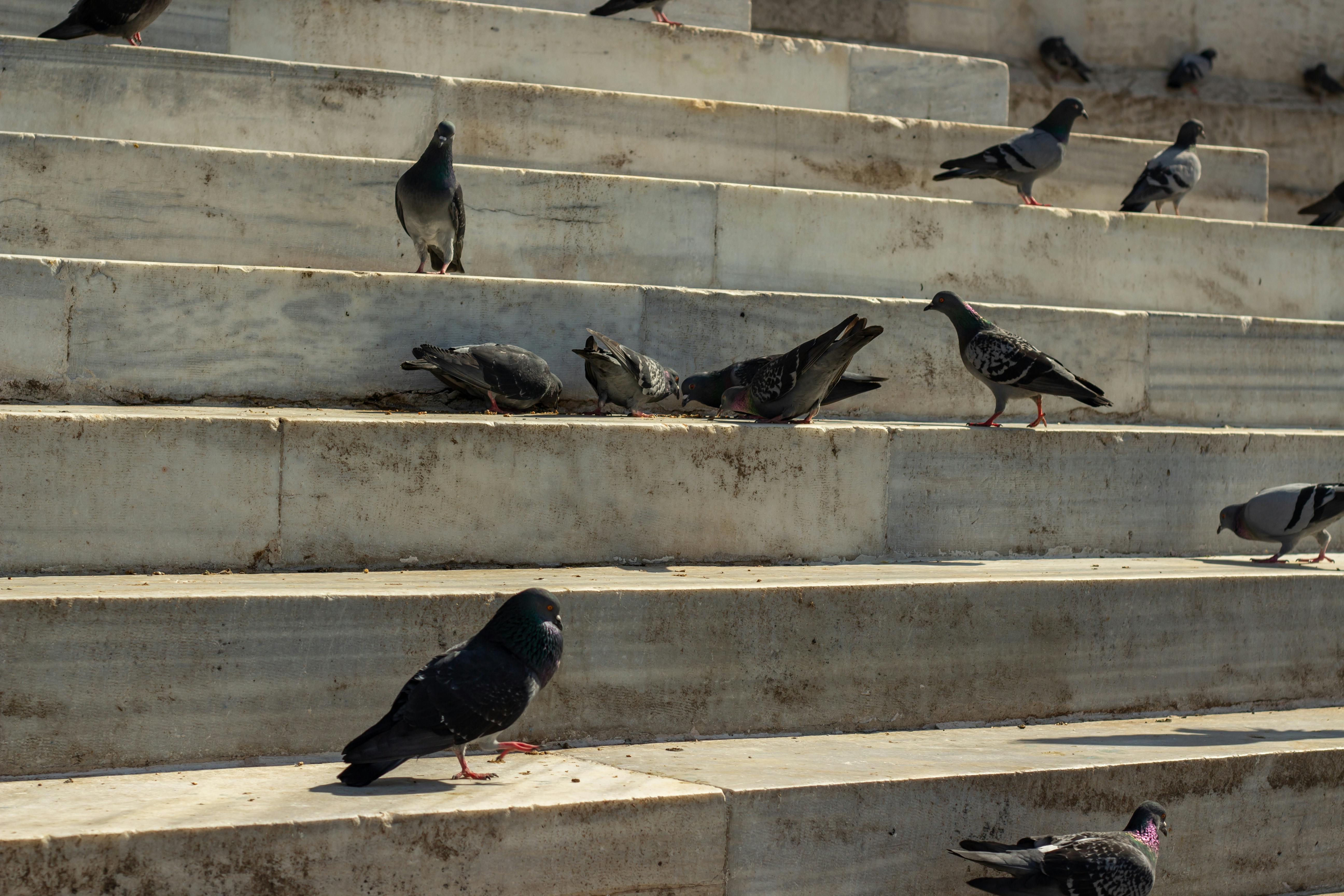 Pigeons on Stairs · Free Stock Photo