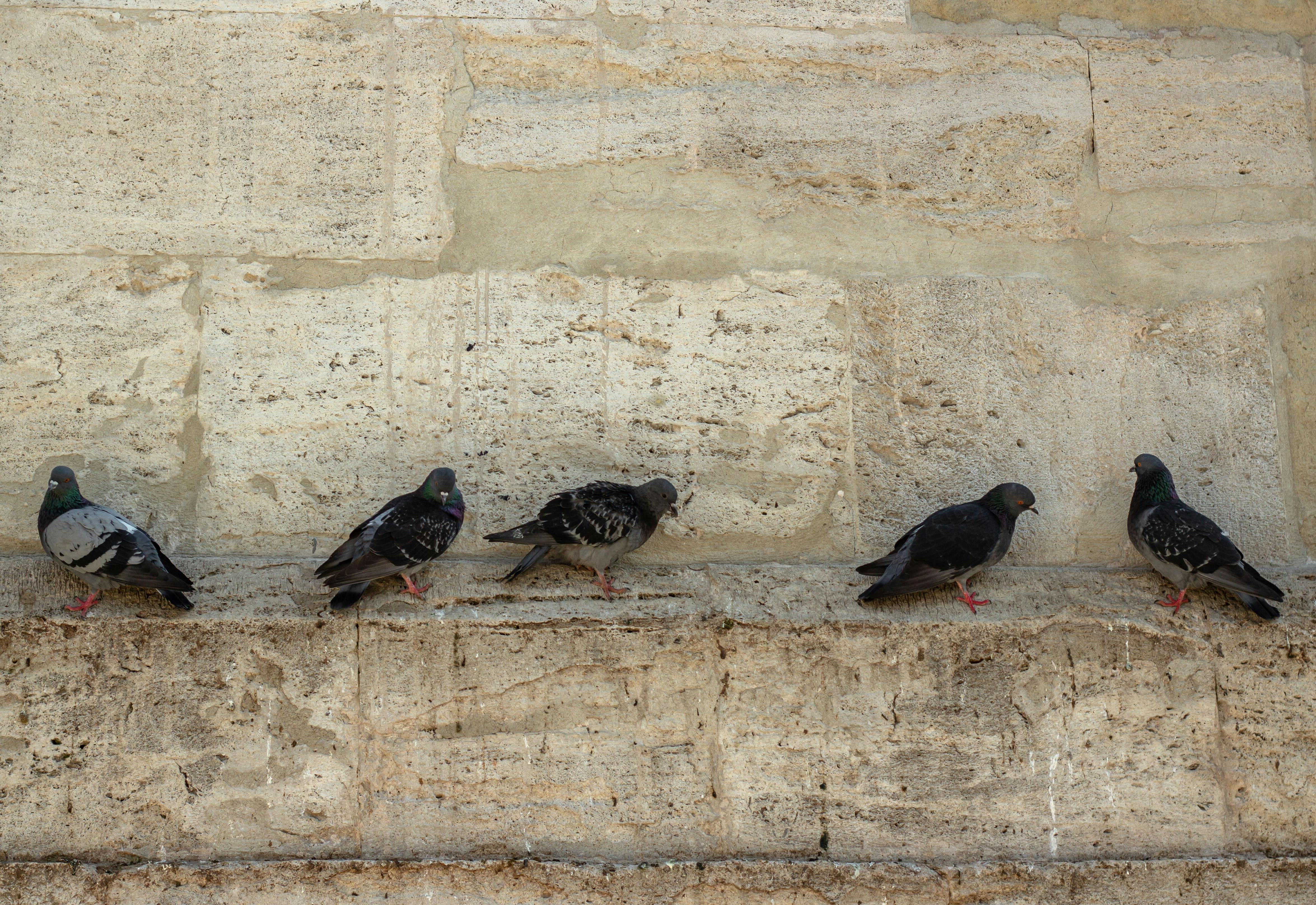 Scale Ledge Photos, Download The BEST Free Scale Ledge Stock Photos ...