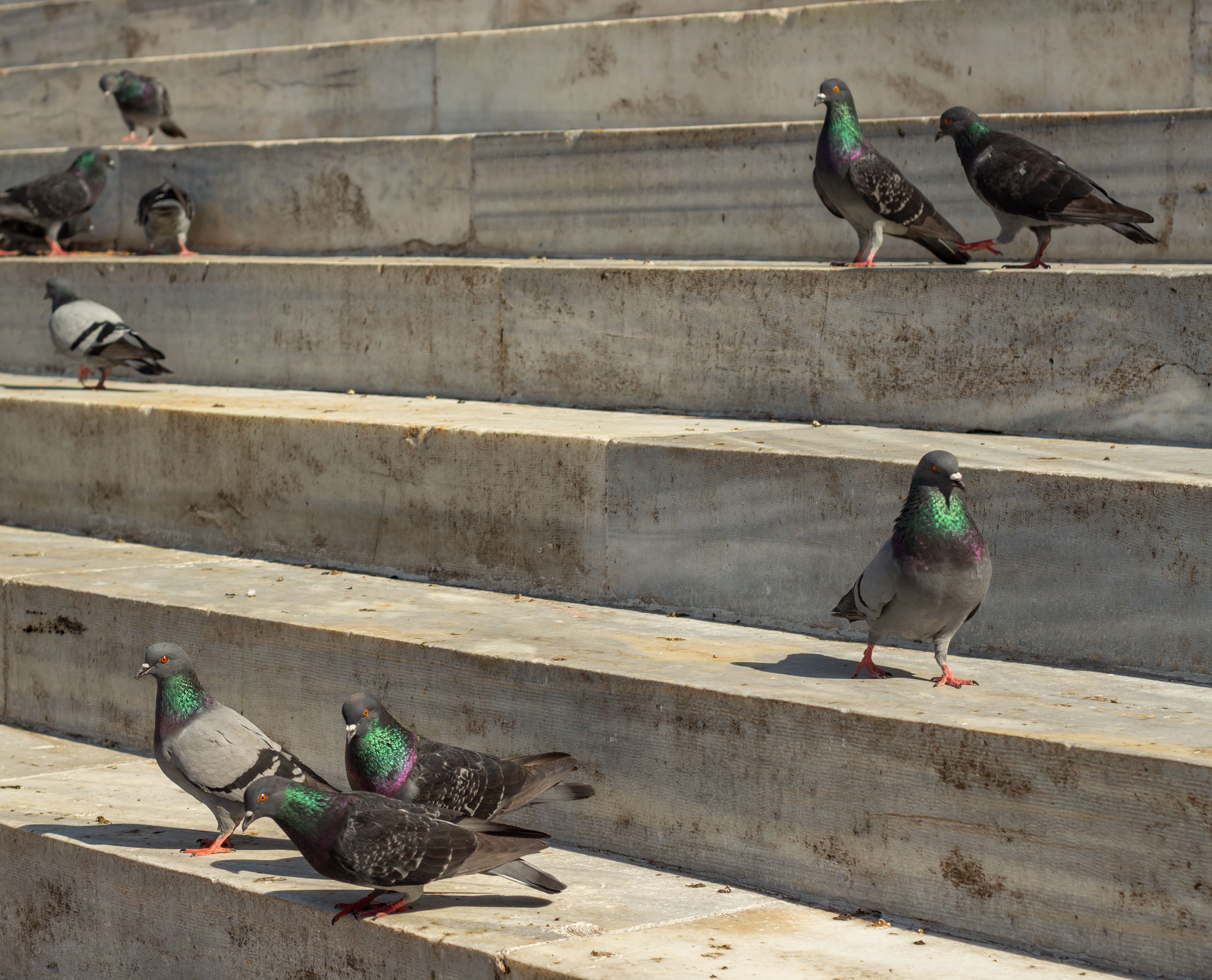 Pigeons on Stairs · Free Stock Photo