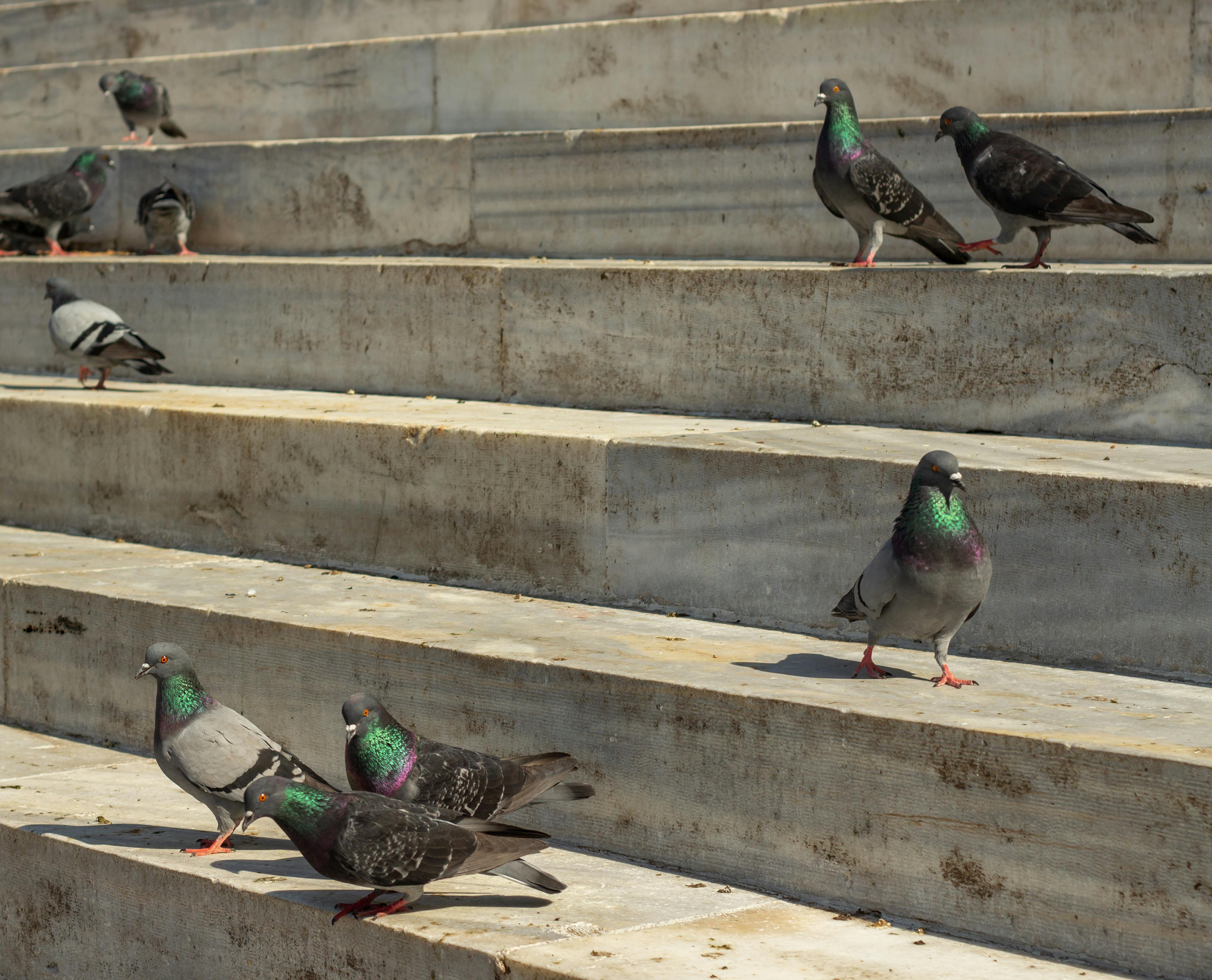 A group of pigeons are standing on some stairs · Free Stock Photo
