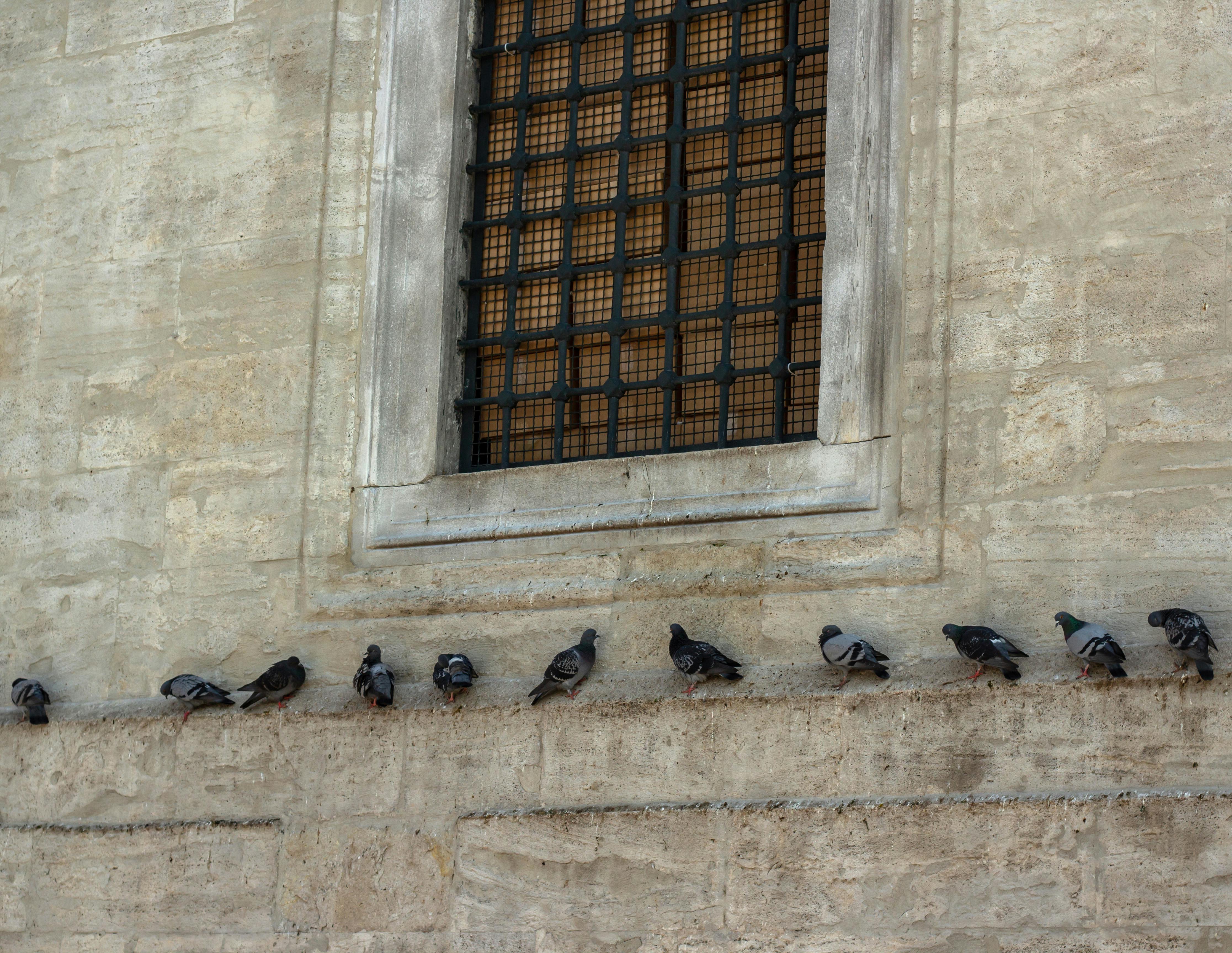 Row of Pigeons on Ledge · Free Stock Photo
