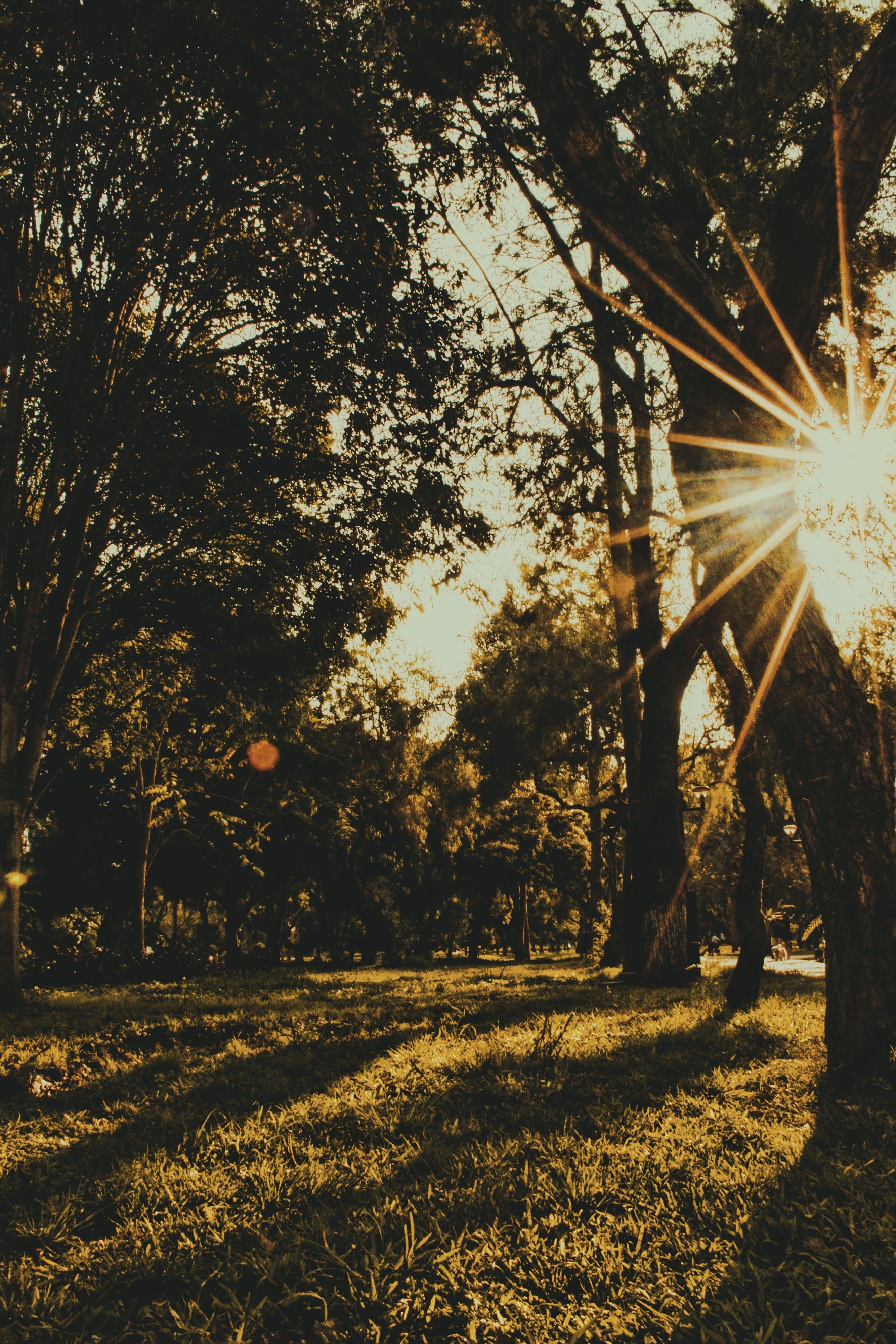 nature · Free Stock Photo