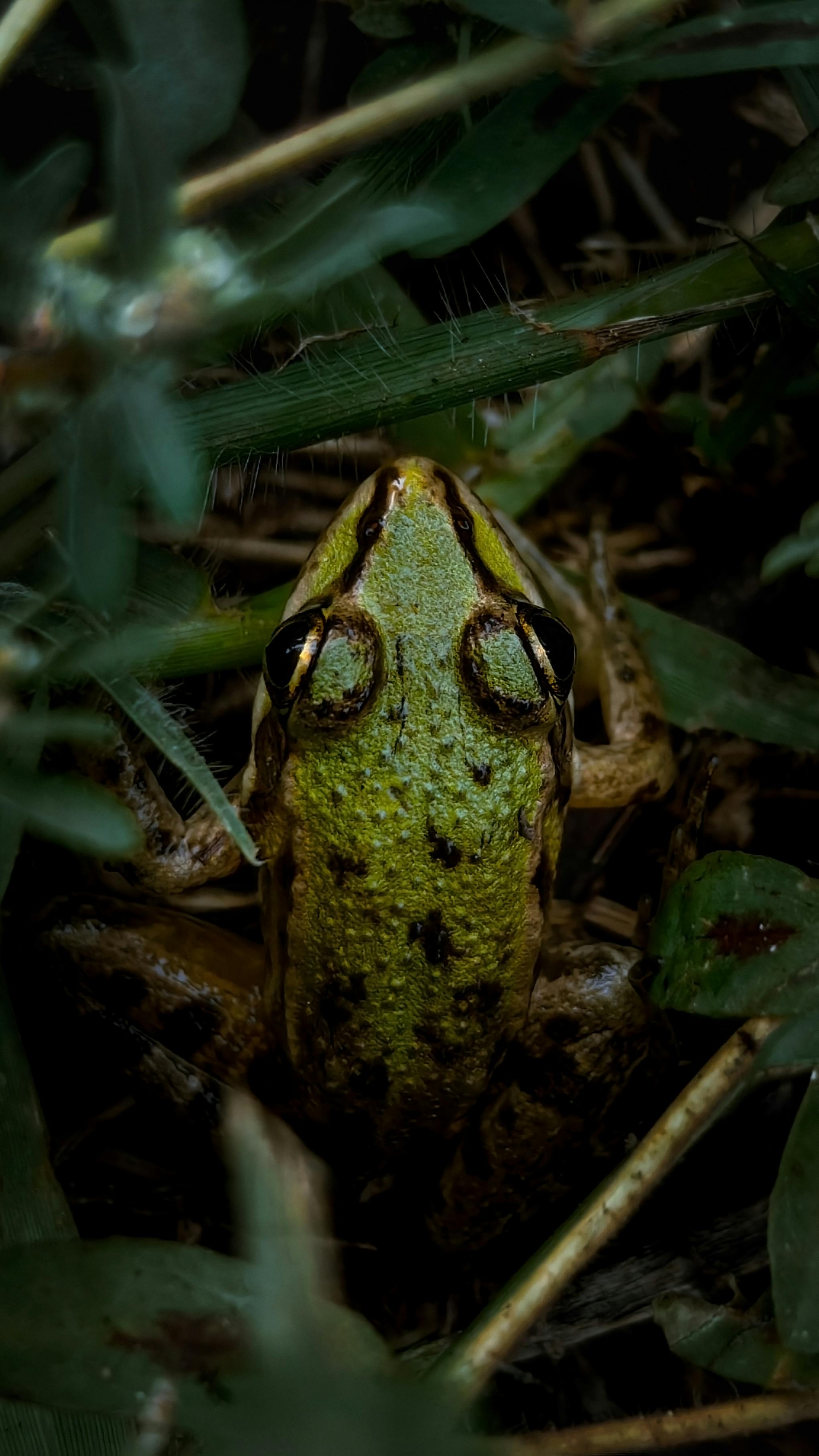 Reproduction Photos, Download The BEST Free Reproduction Stock Photos ...