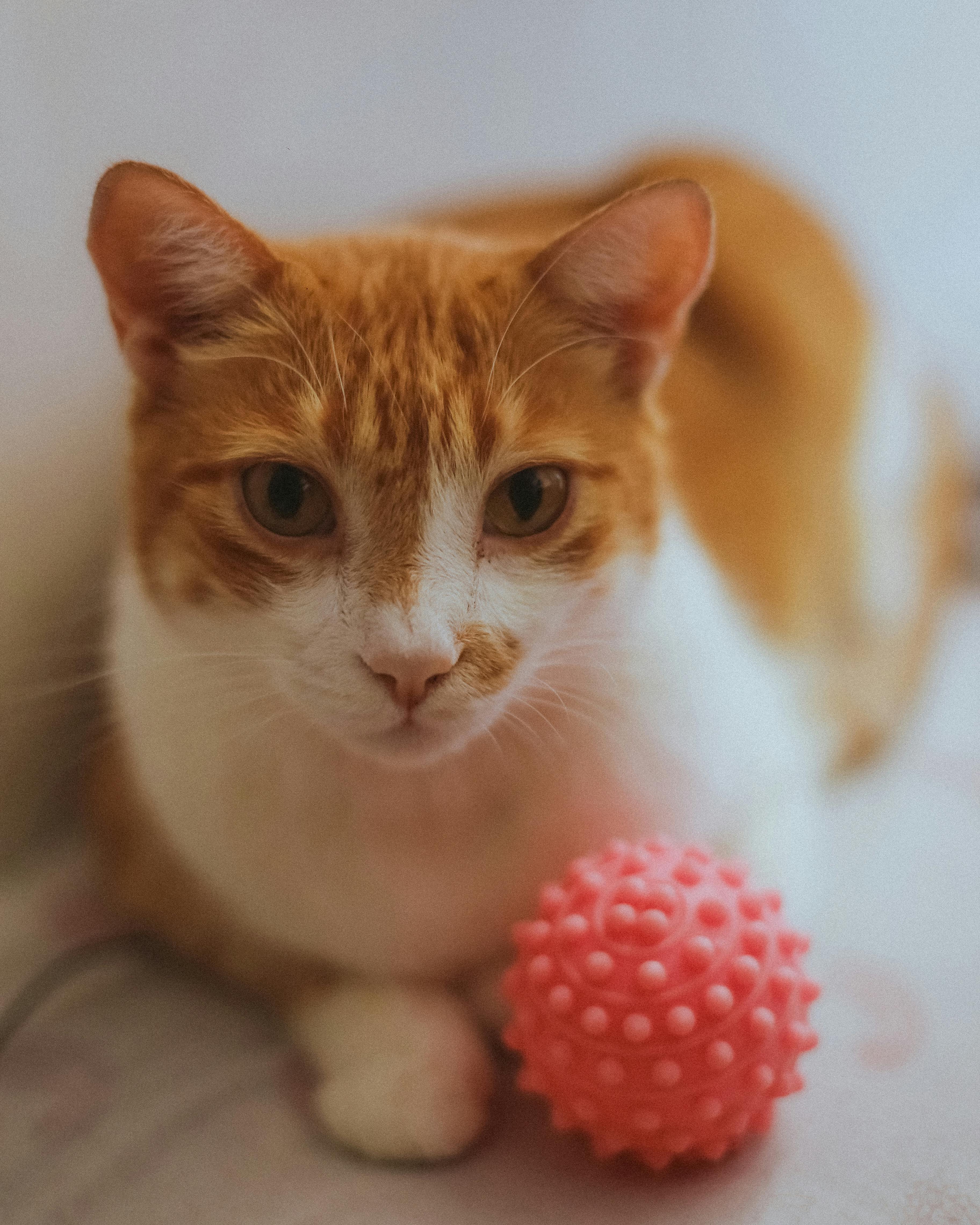 Ginger and White Cat with Ball · Free Stock Photo