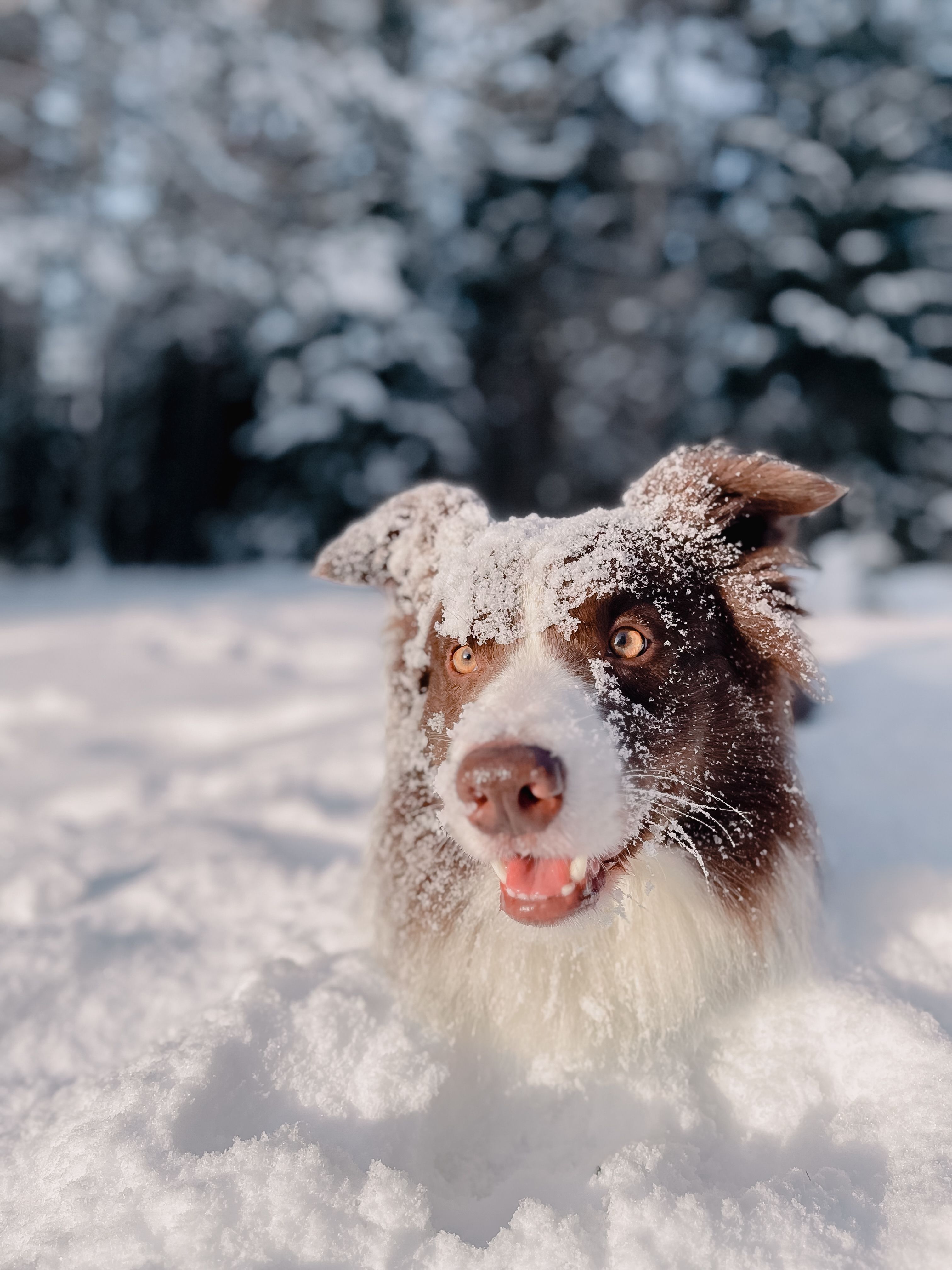 Dog Sunk in Snow · Free Stock Photo