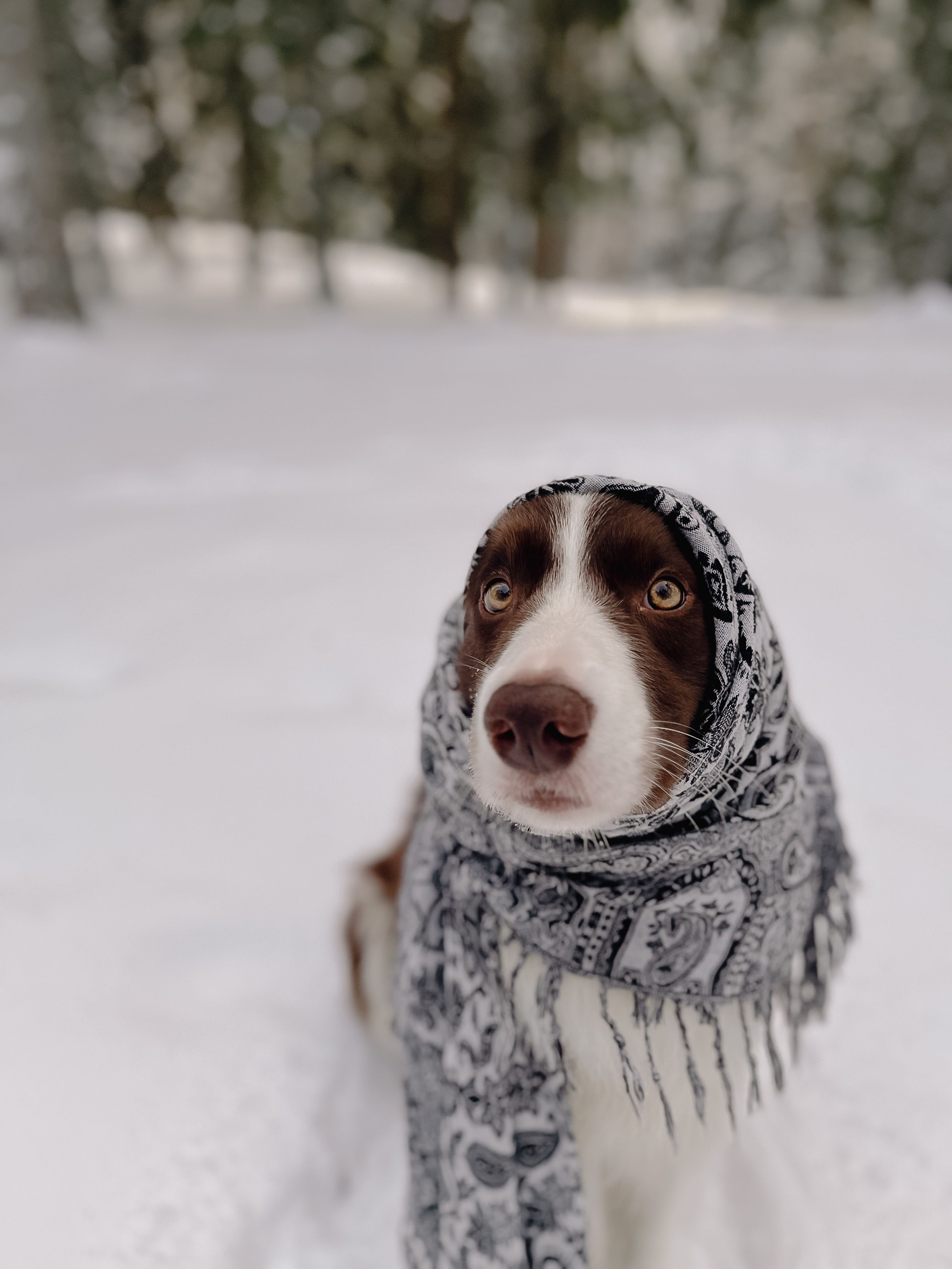 Dog Wearing Crochet Scarf With Fringe While Sitting on Snow Selective ...