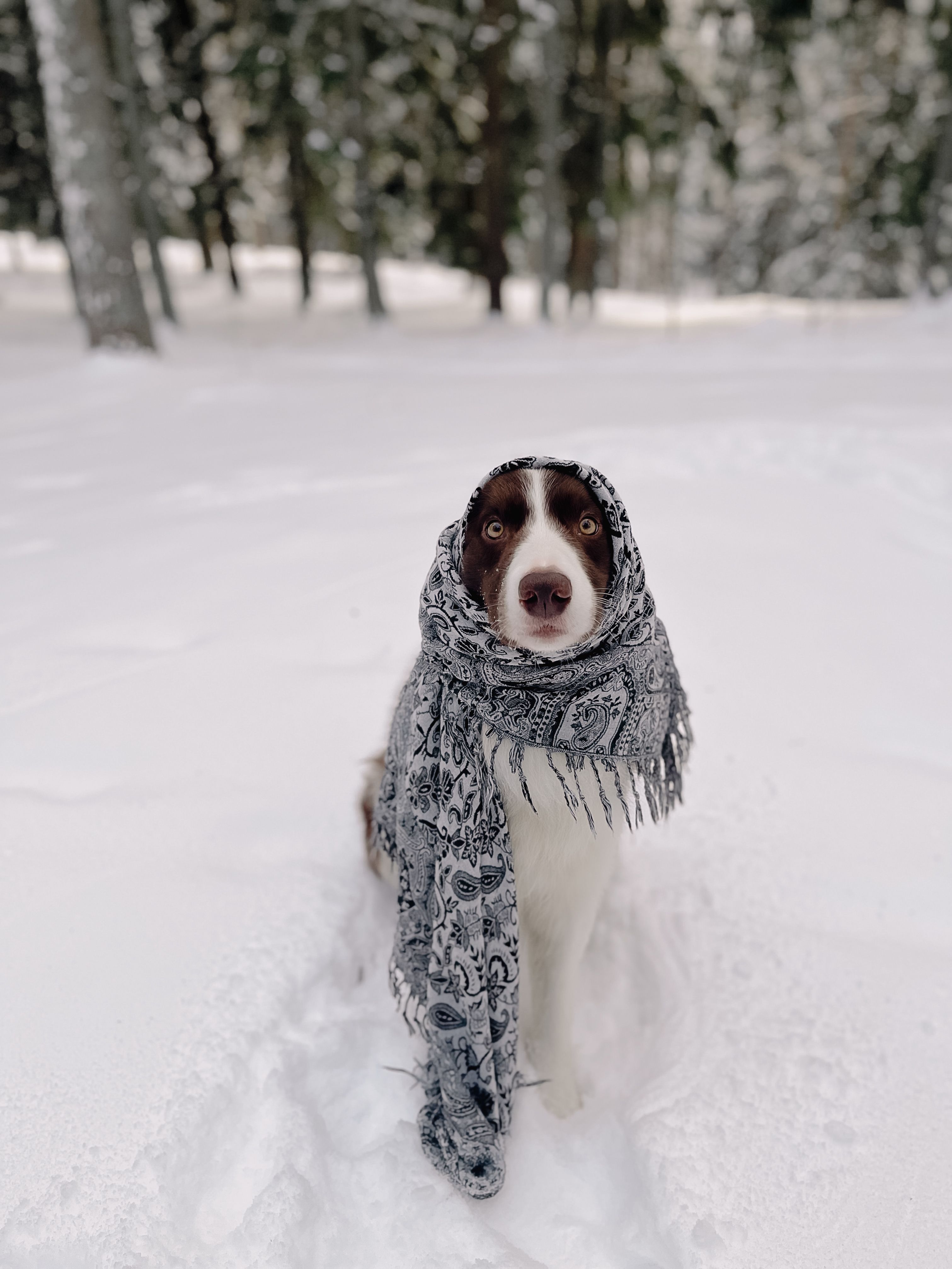 A dog wearing a scarf in the snow · Free Stock Photo