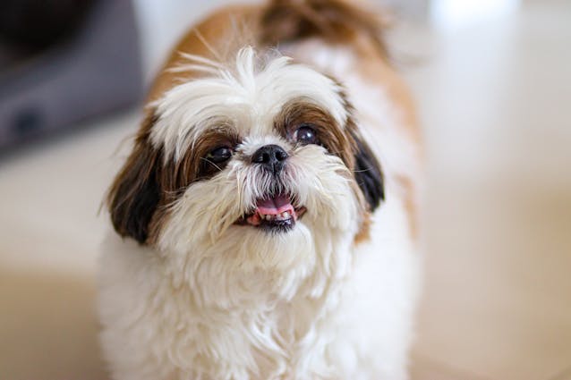 Caring for Your Coton de Tulear Shih Tzu Mix: Essential Tips