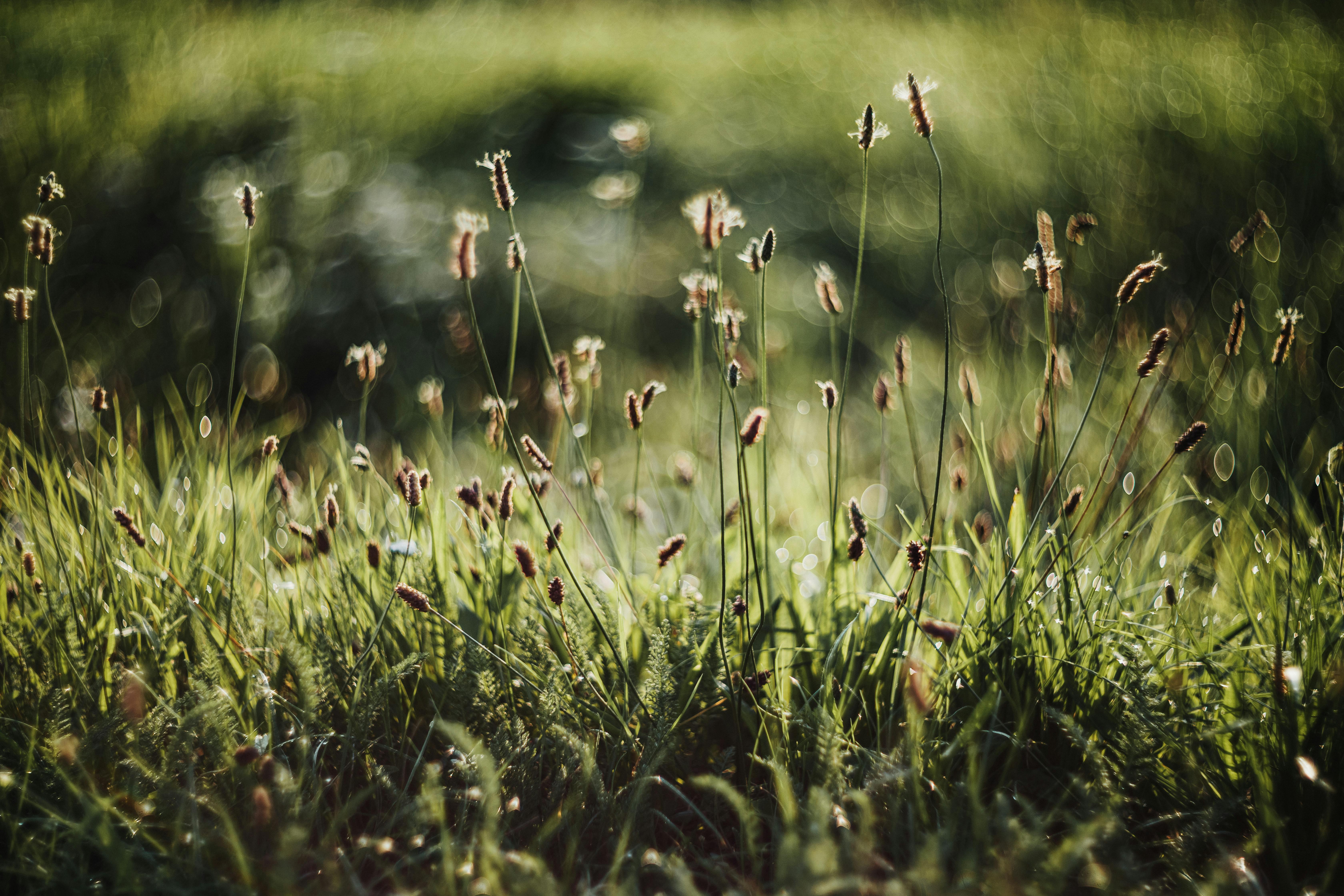 Grass in Summer · Free Stock Photo