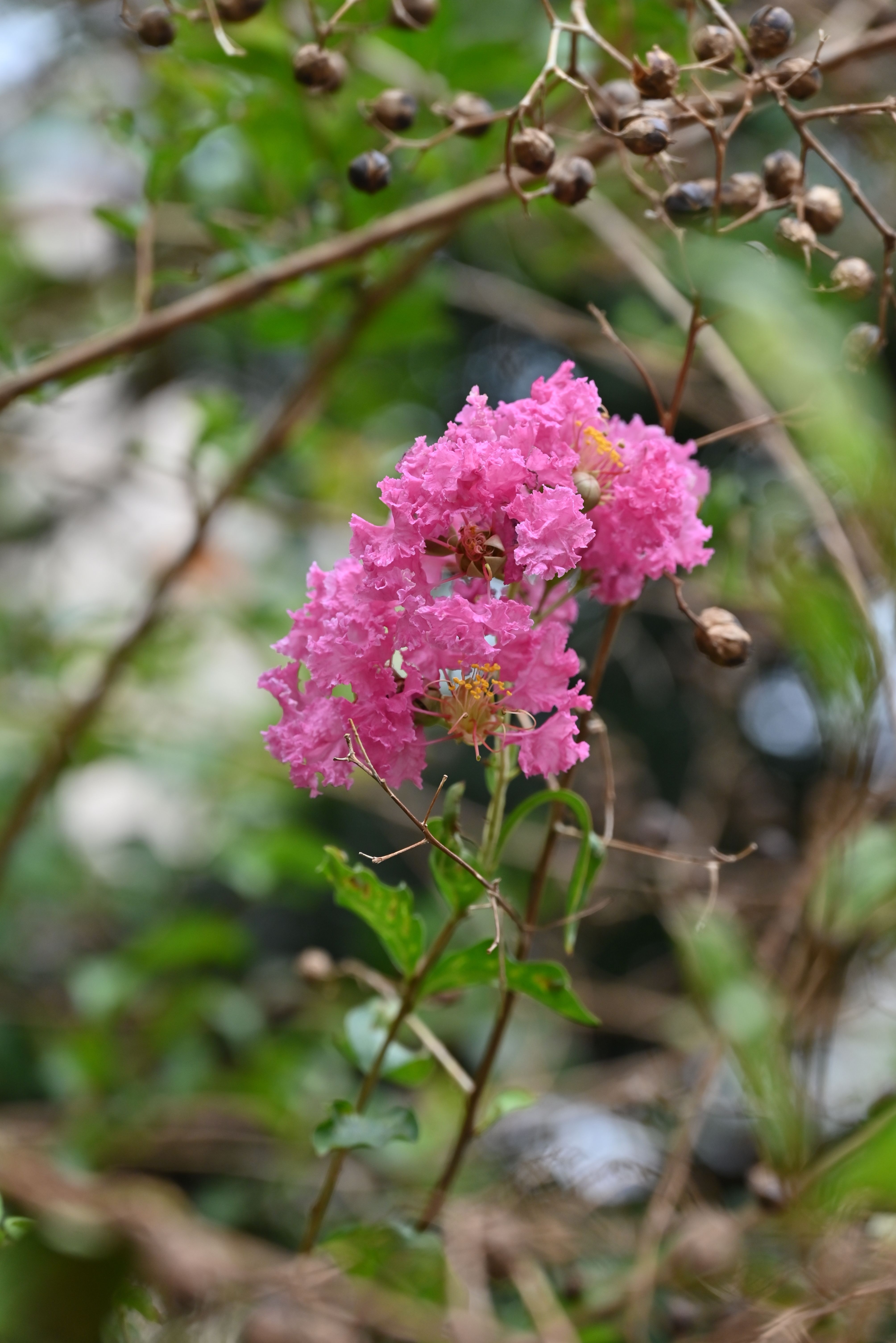 Pink Crepe Myrtle Flowers · Free Stock Photo
