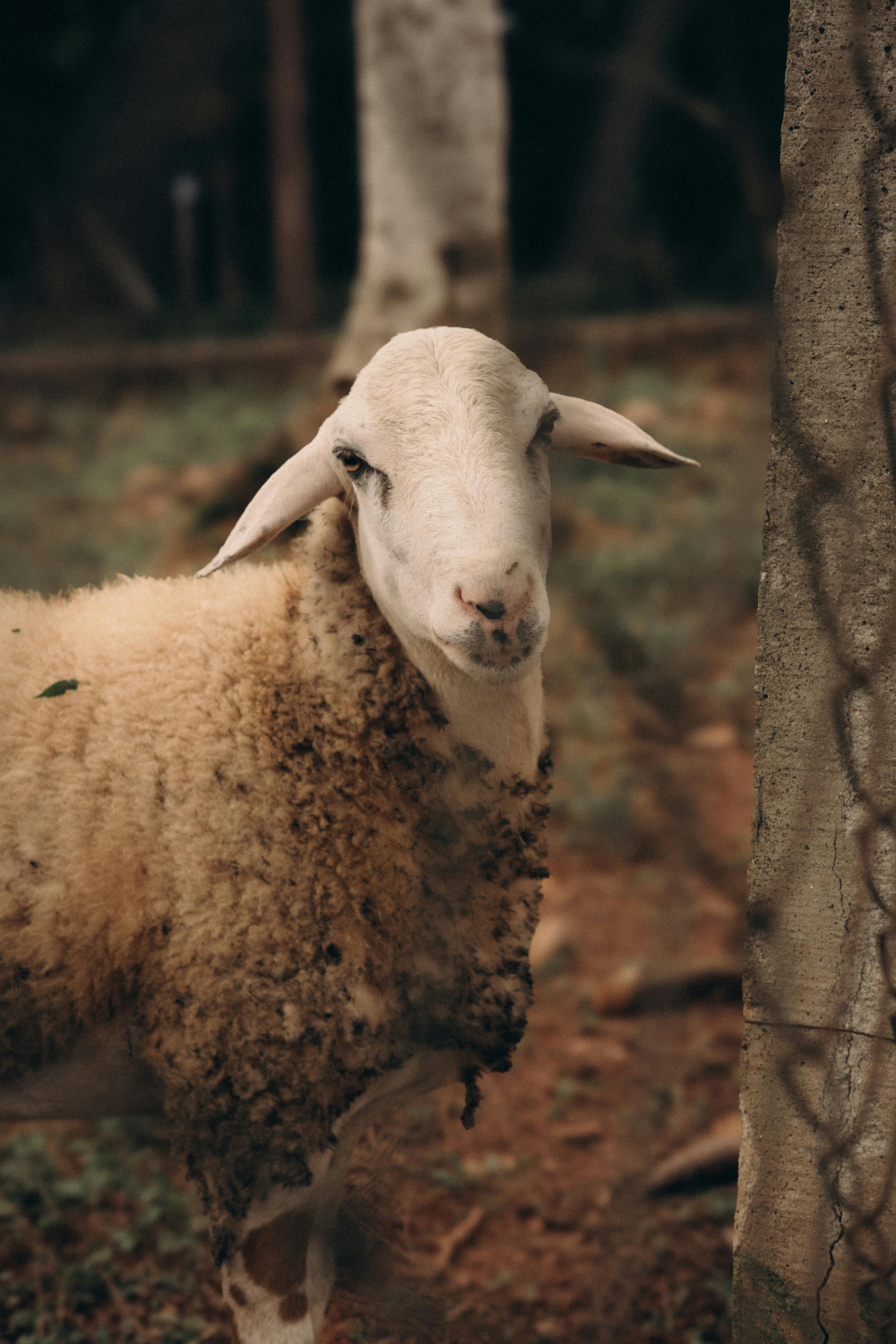 You Sheep Photos, Download The BEST Free You Sheep Stock Photos & HD Images