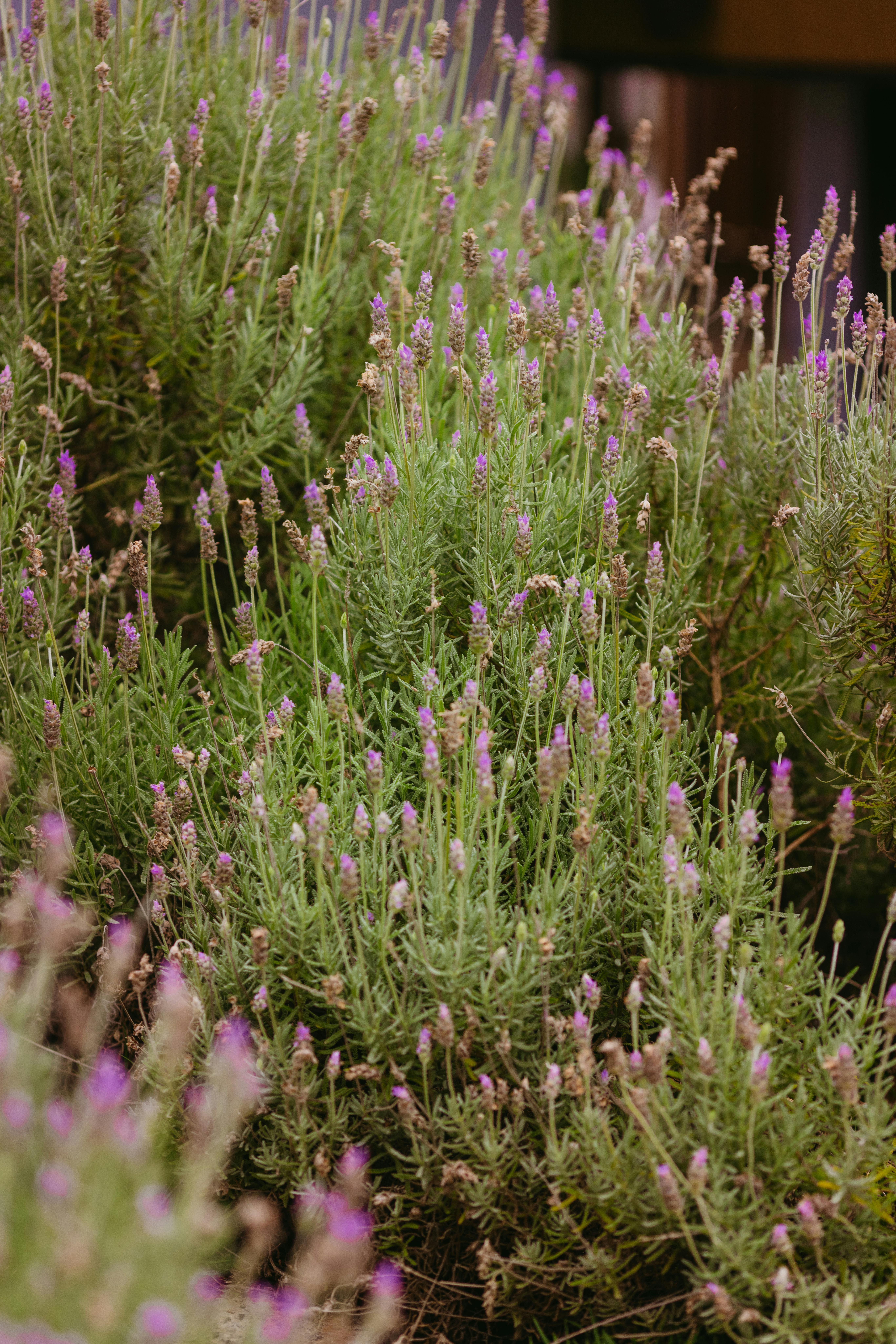 Lavender Plant Photos, Download The BEST Free Lavender Plant Stock ...