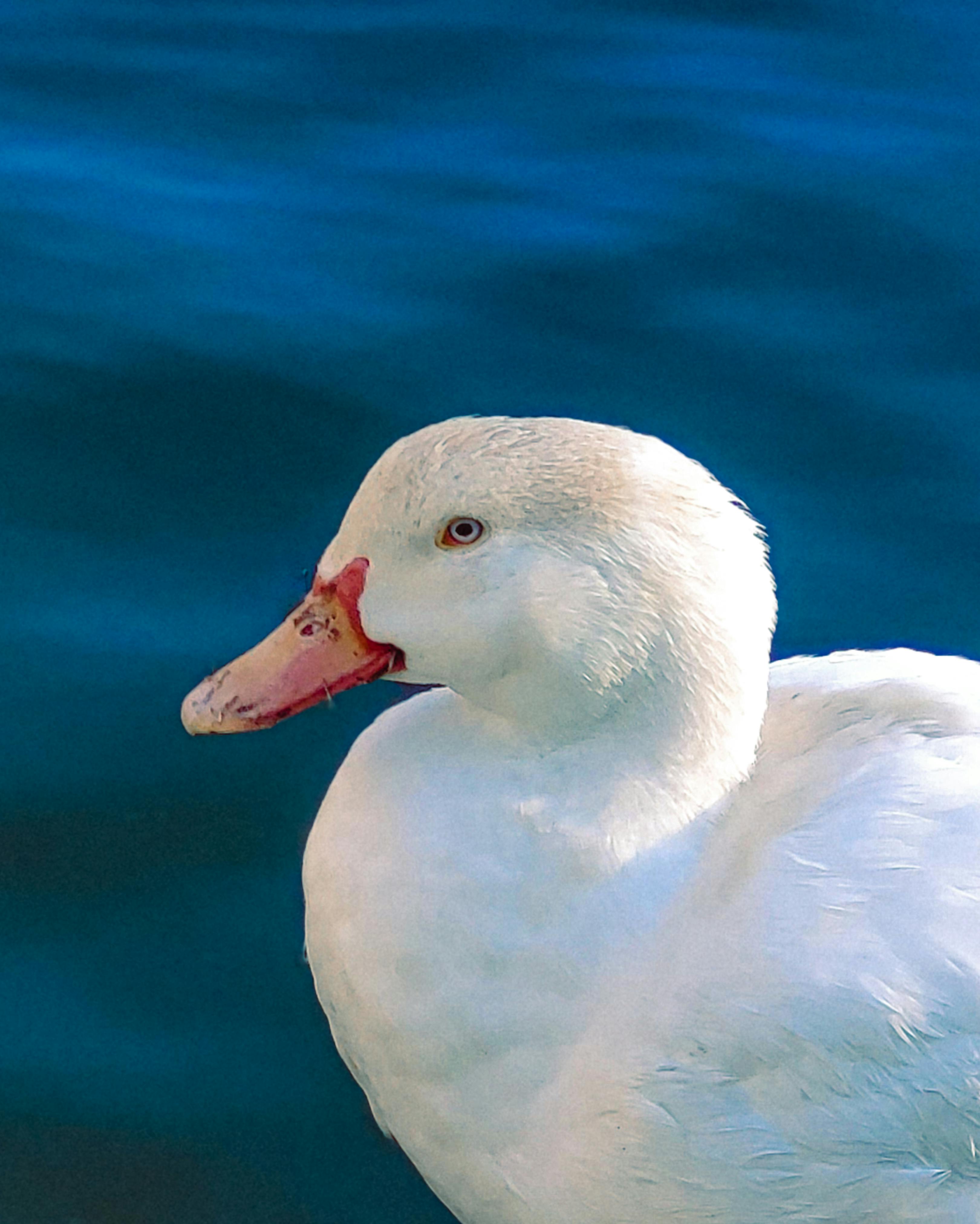 Goose on Body of Water · Free Stock Photo
