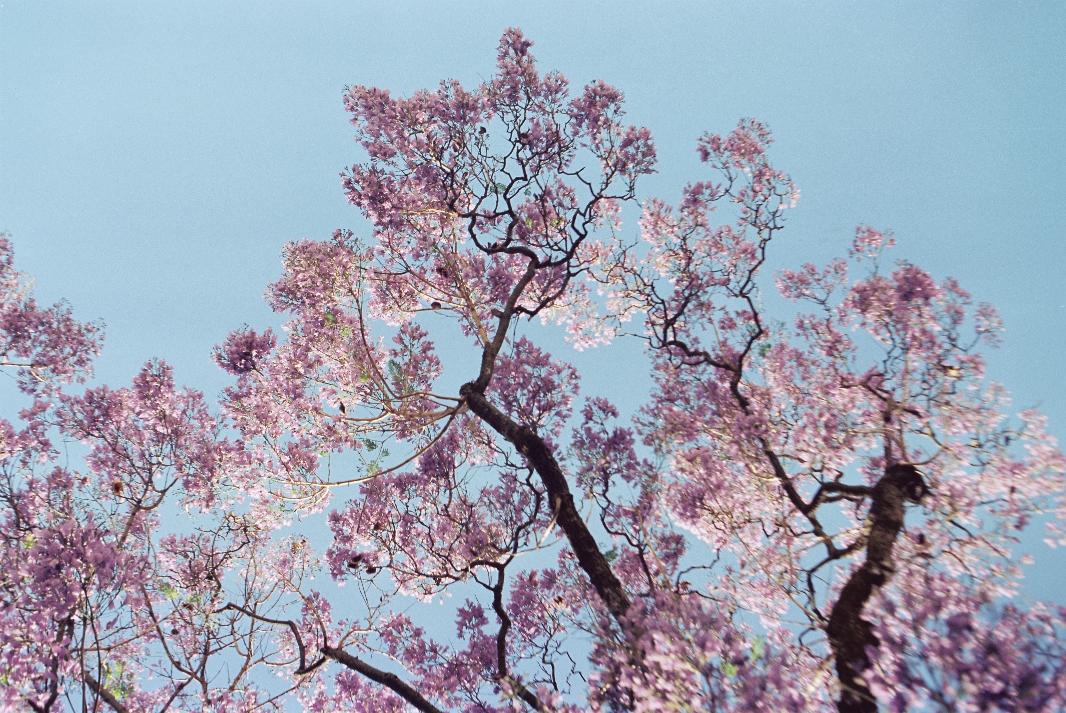 Foto de stock gratuita sobre @al aire libre, árbol floreciente, belleza ...