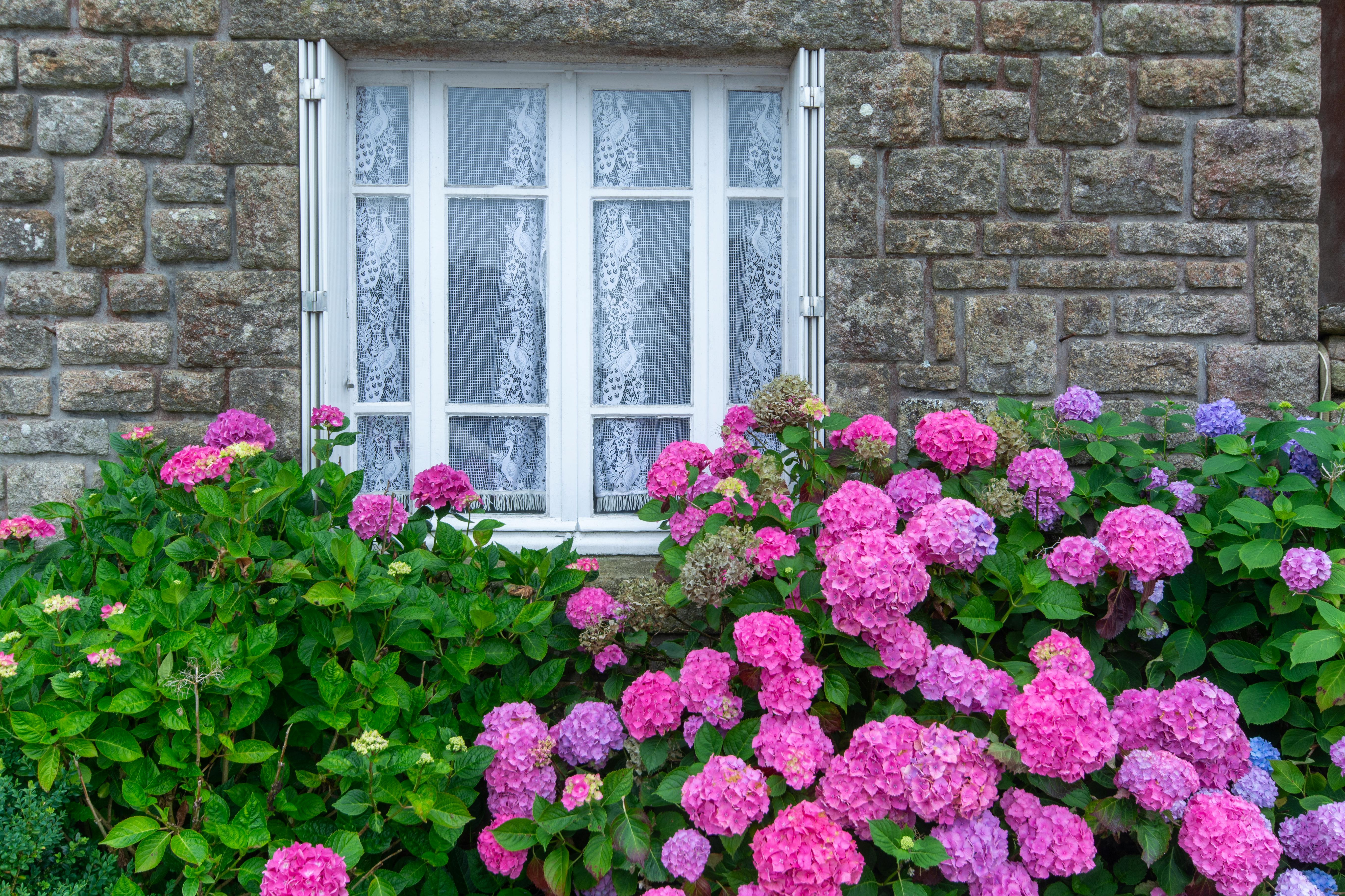 Pink Flowers by House Windows · Free Stock Photo