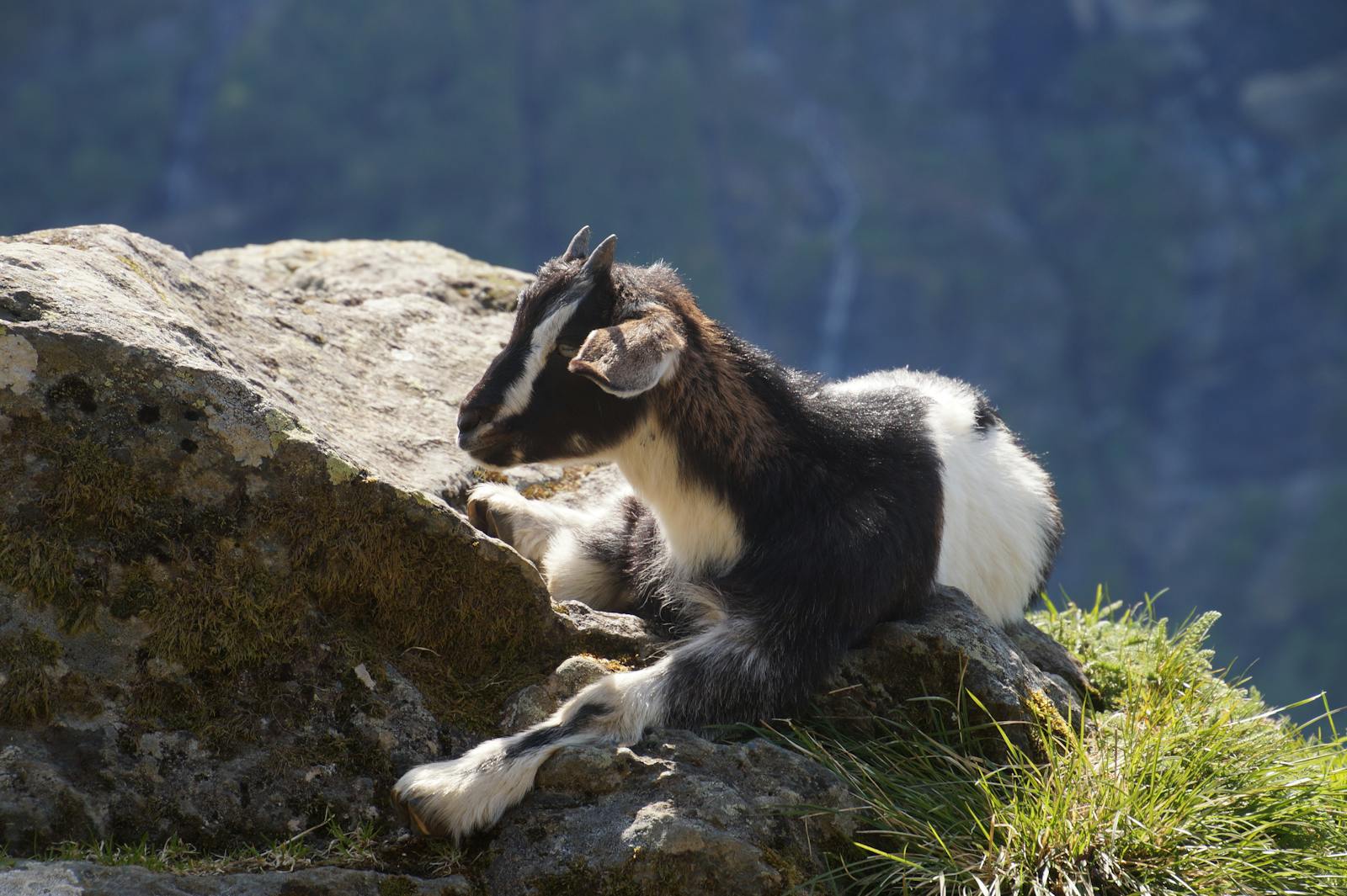 Goat Bee Photos, Download The BEST Free Goat Bee Stock Photos & HD Images