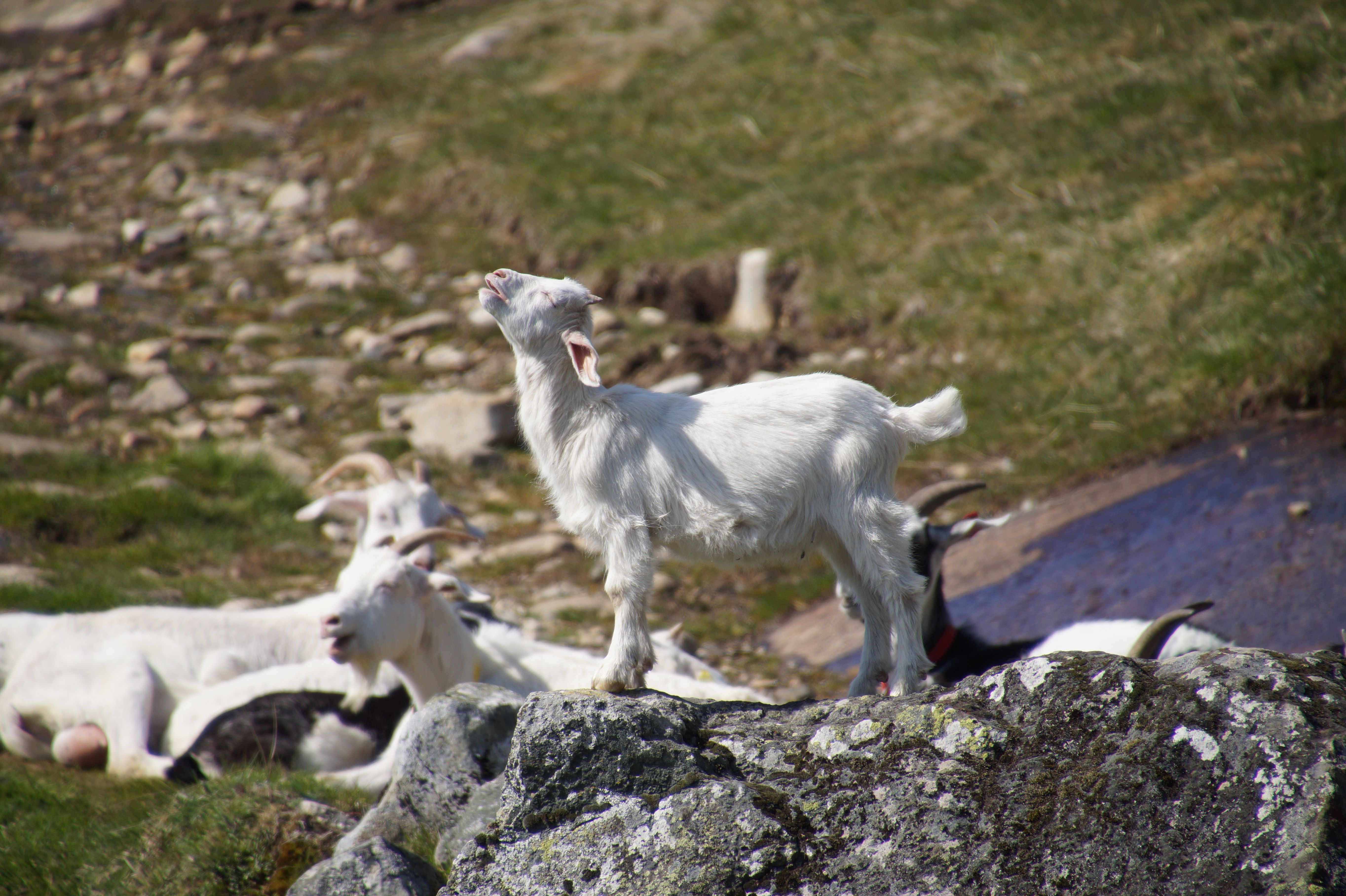 Goats De Mine Photos, Download The BEST Free Goats De Mine Stock Photos ...