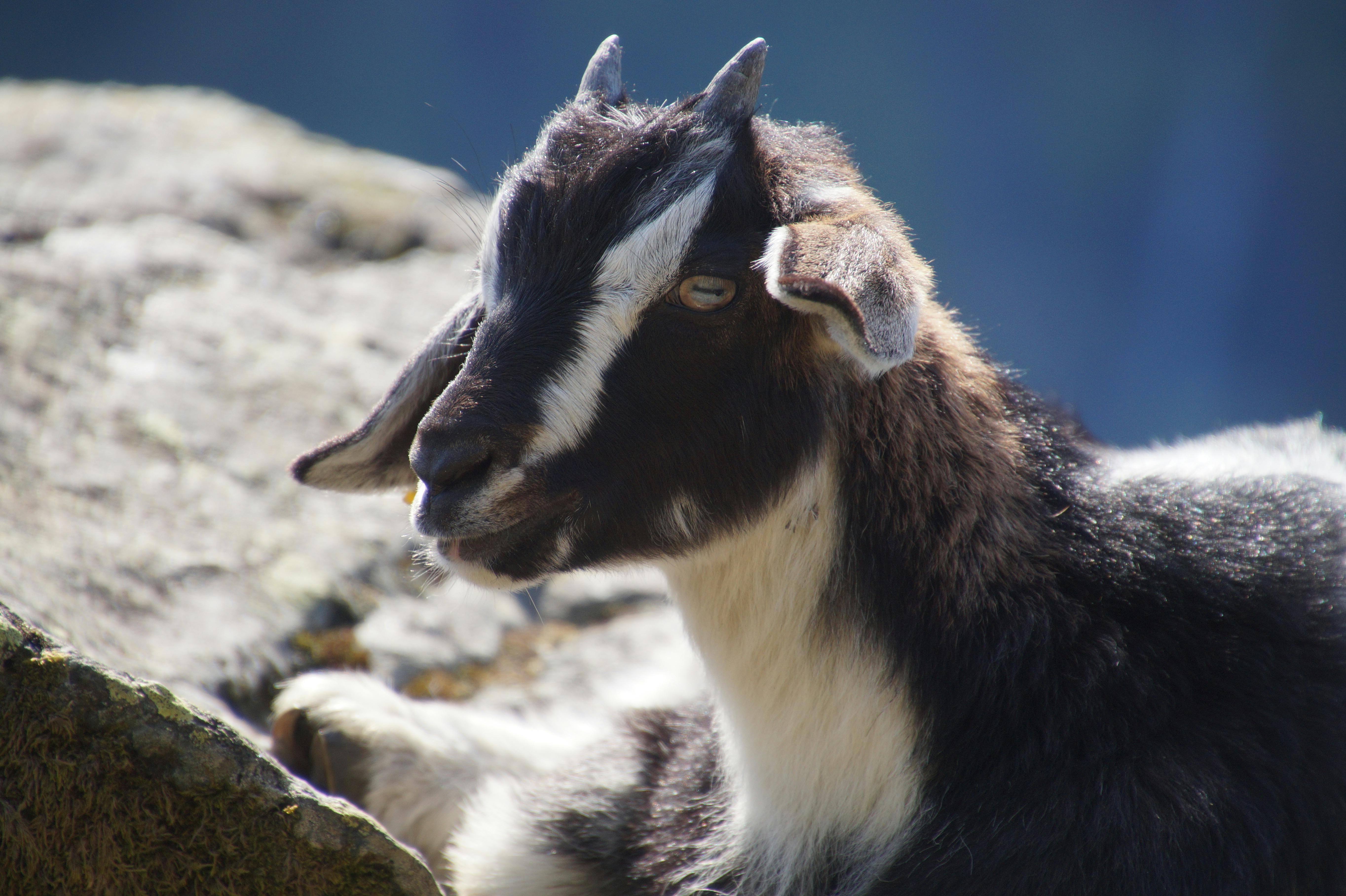 Goat on Rock in Mountains · Free Stock Photo