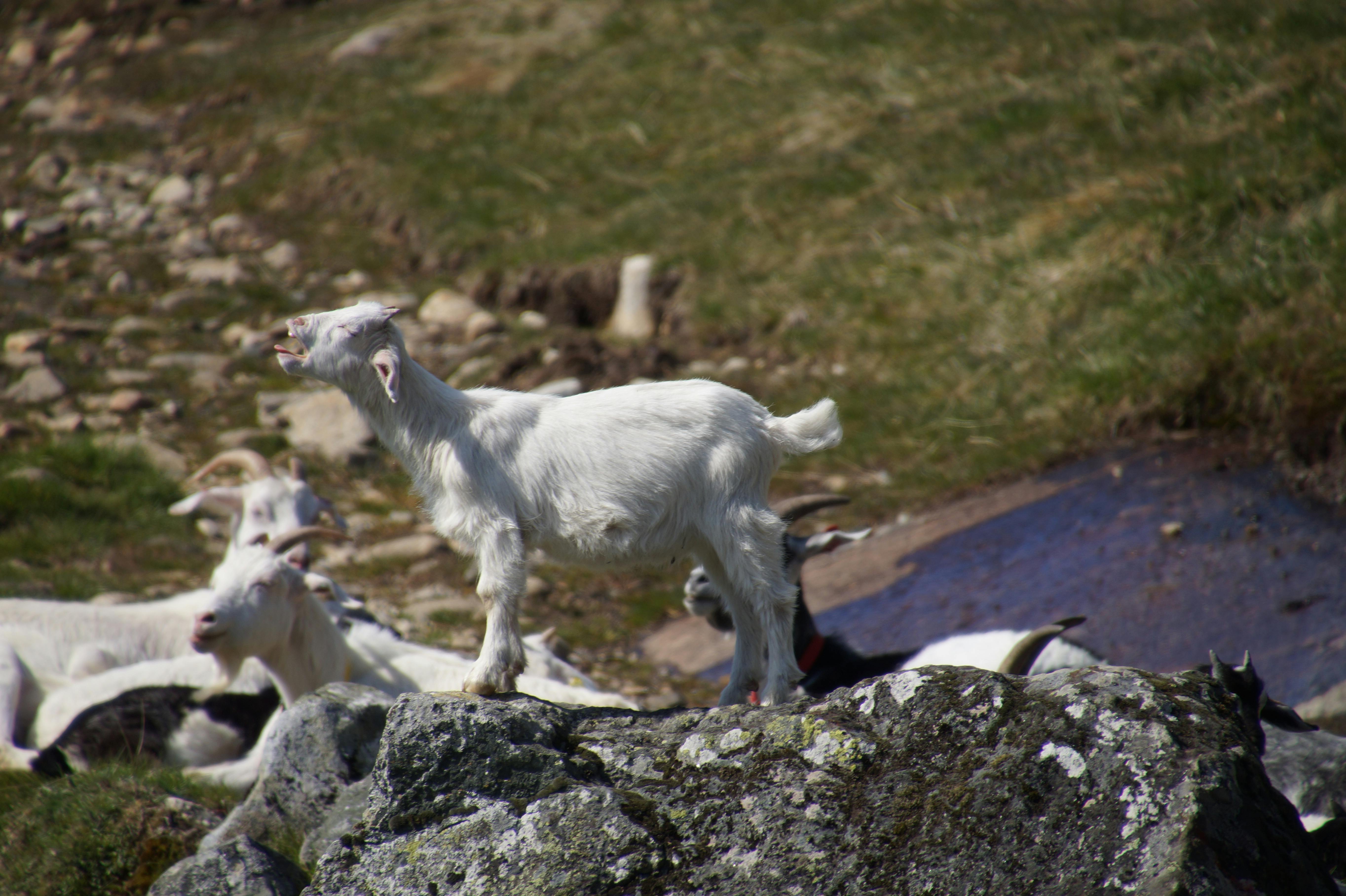 Mukhoda And Fel Photos, Download The BEST Free Mukhoda And Fel Stock ...