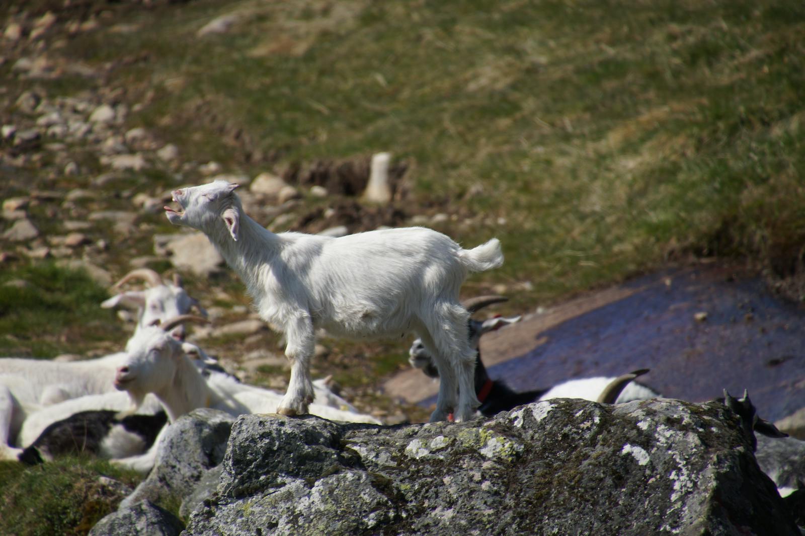 Standing Goat Photos, Download The BEST Free Standing Goat Stock Photos ...