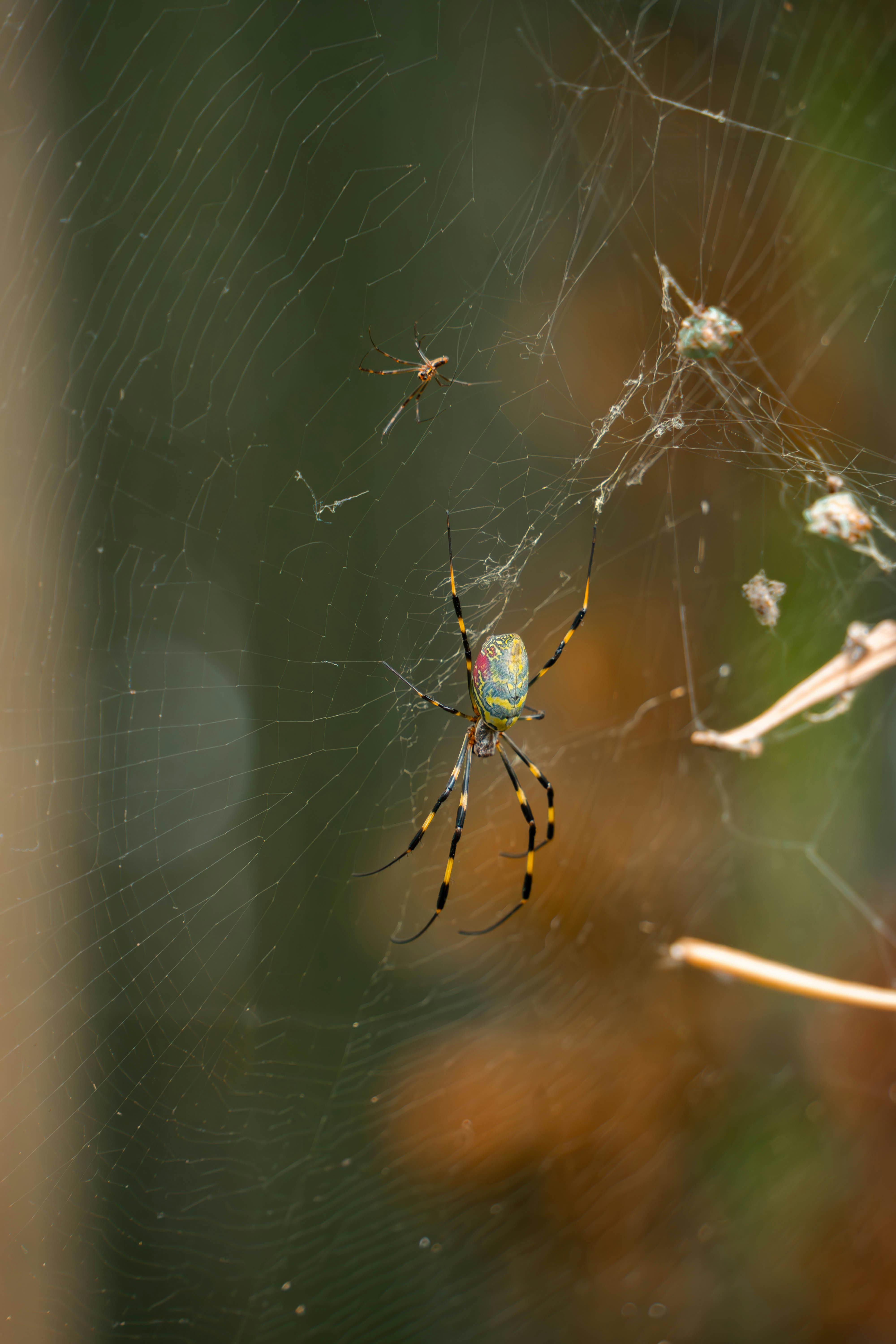 Two Joro Spiders on Web · Free Stock Photo