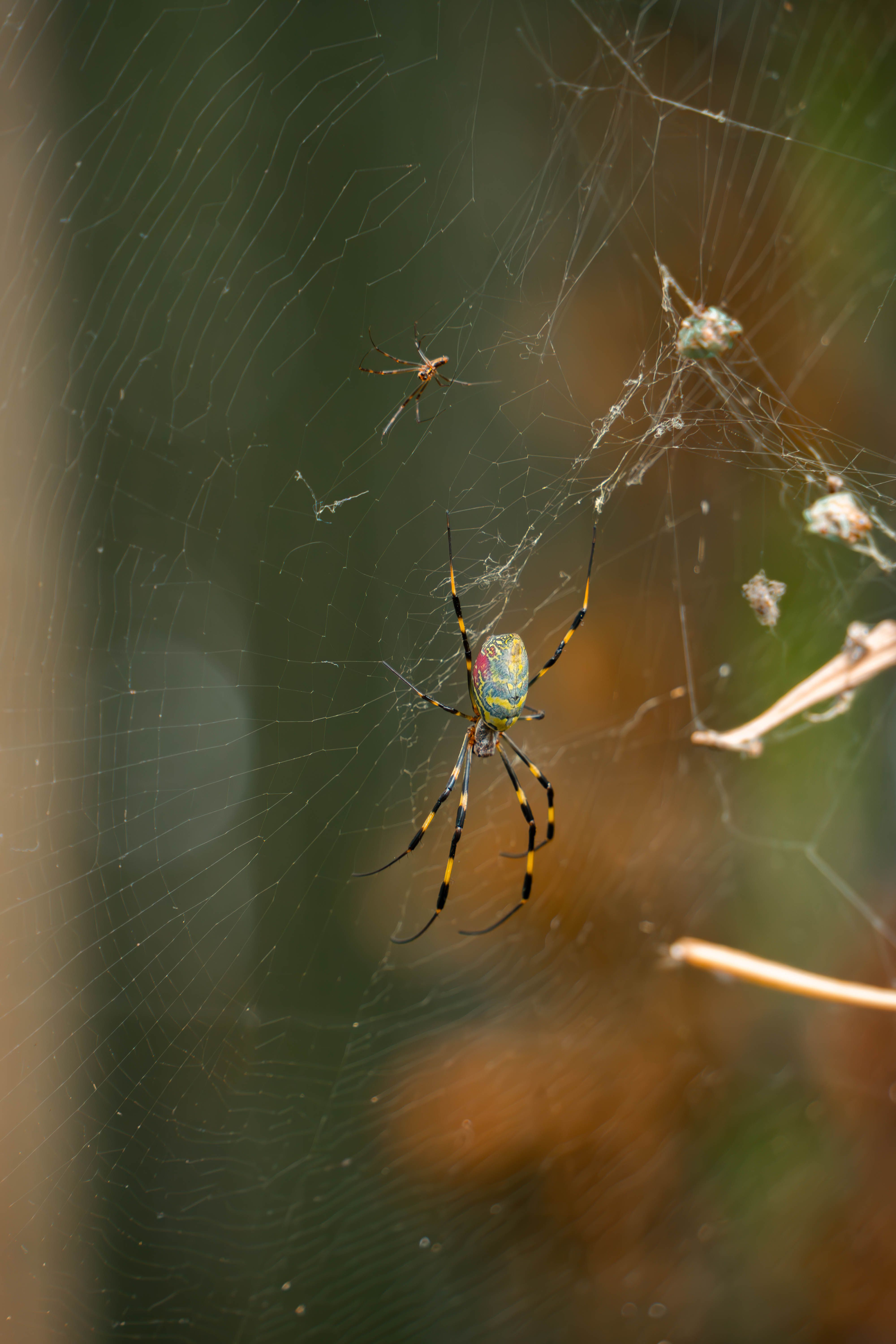 Japanese spider · Free Stock Photo