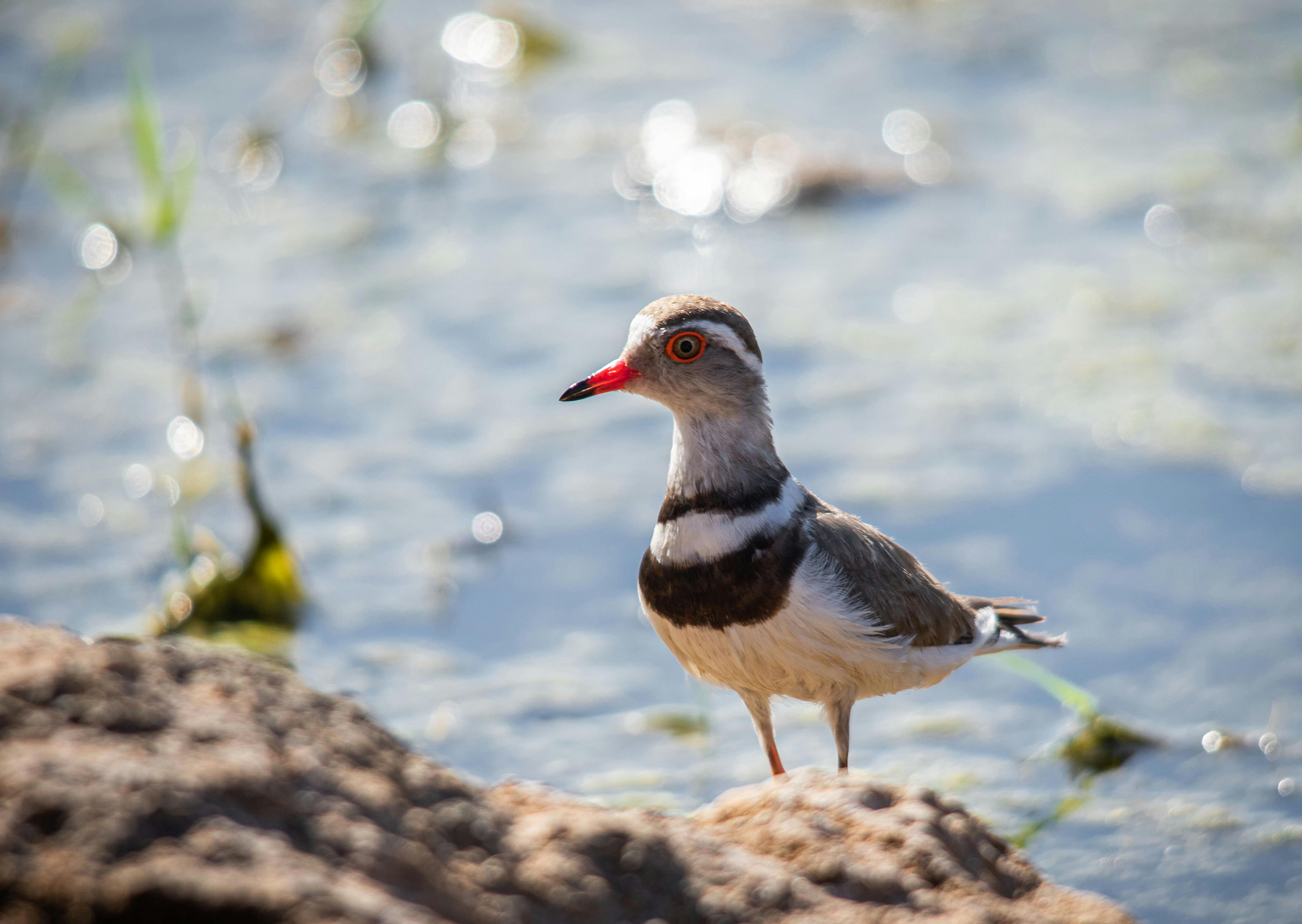 Three Banded Plover Perching by Lake · Free Stock Photo