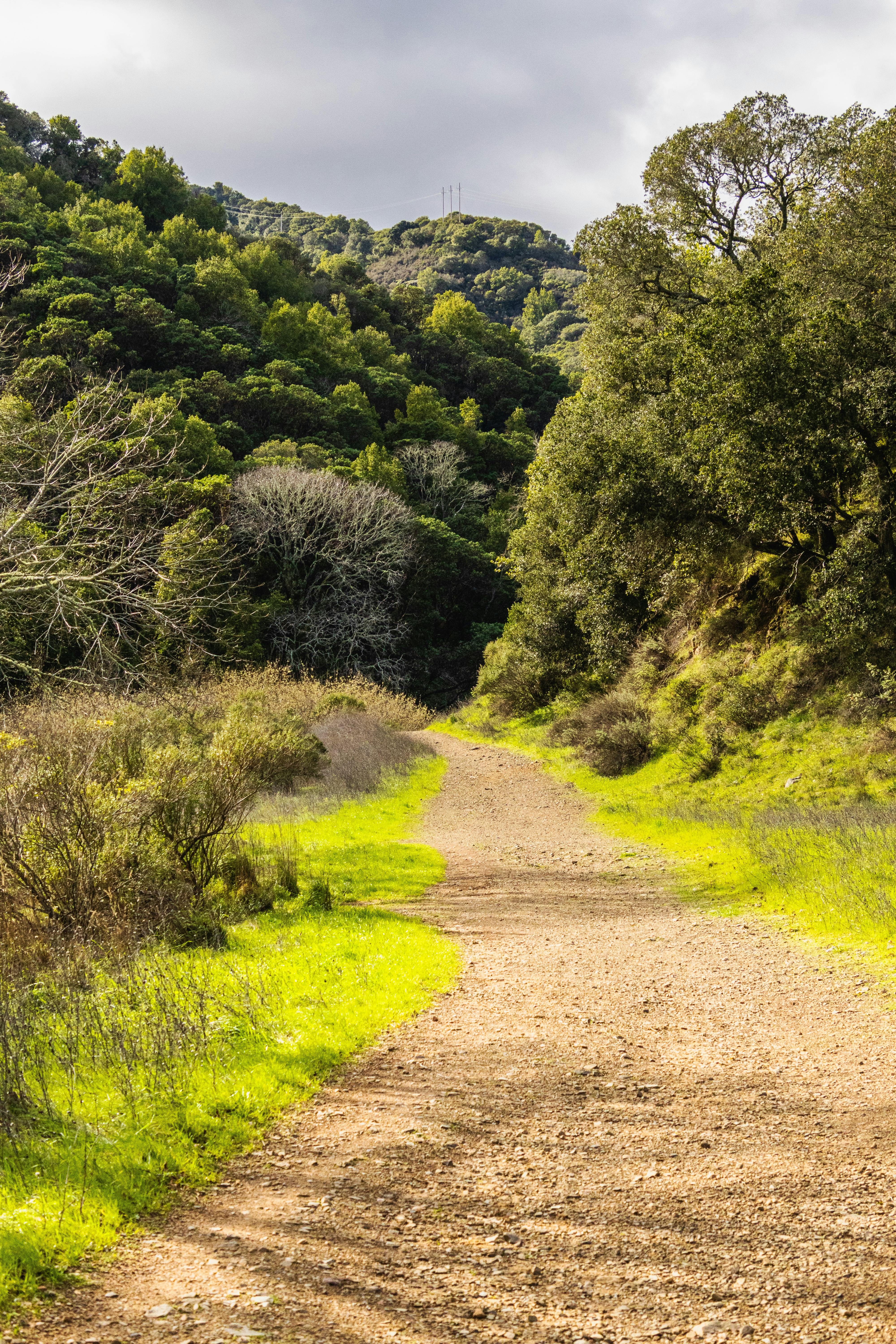 Footpath in a Green Landscape · Free Stock Photo
