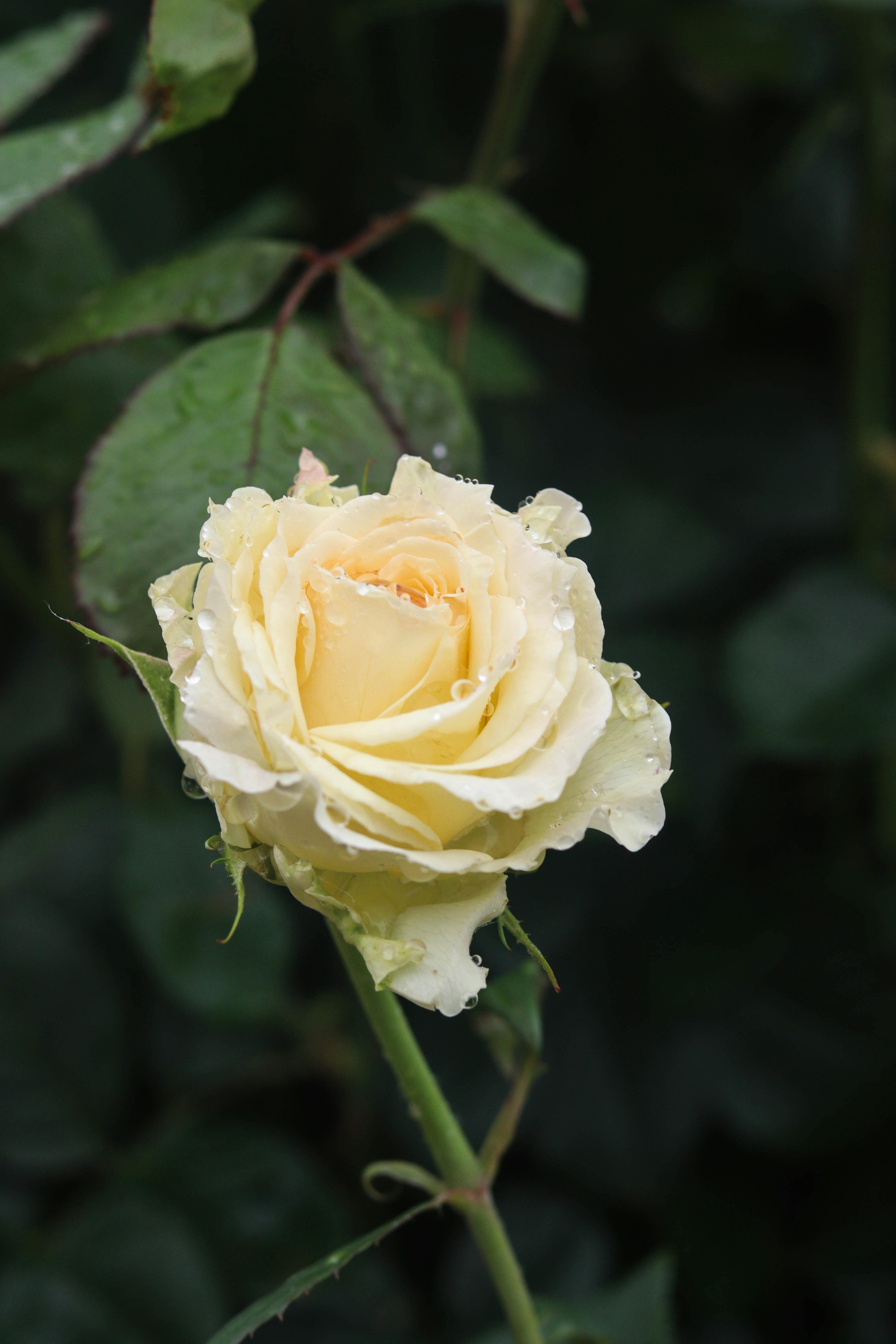 Rose Willpaper Photos, Download The BEST Free Rose Willpaper Stock ...