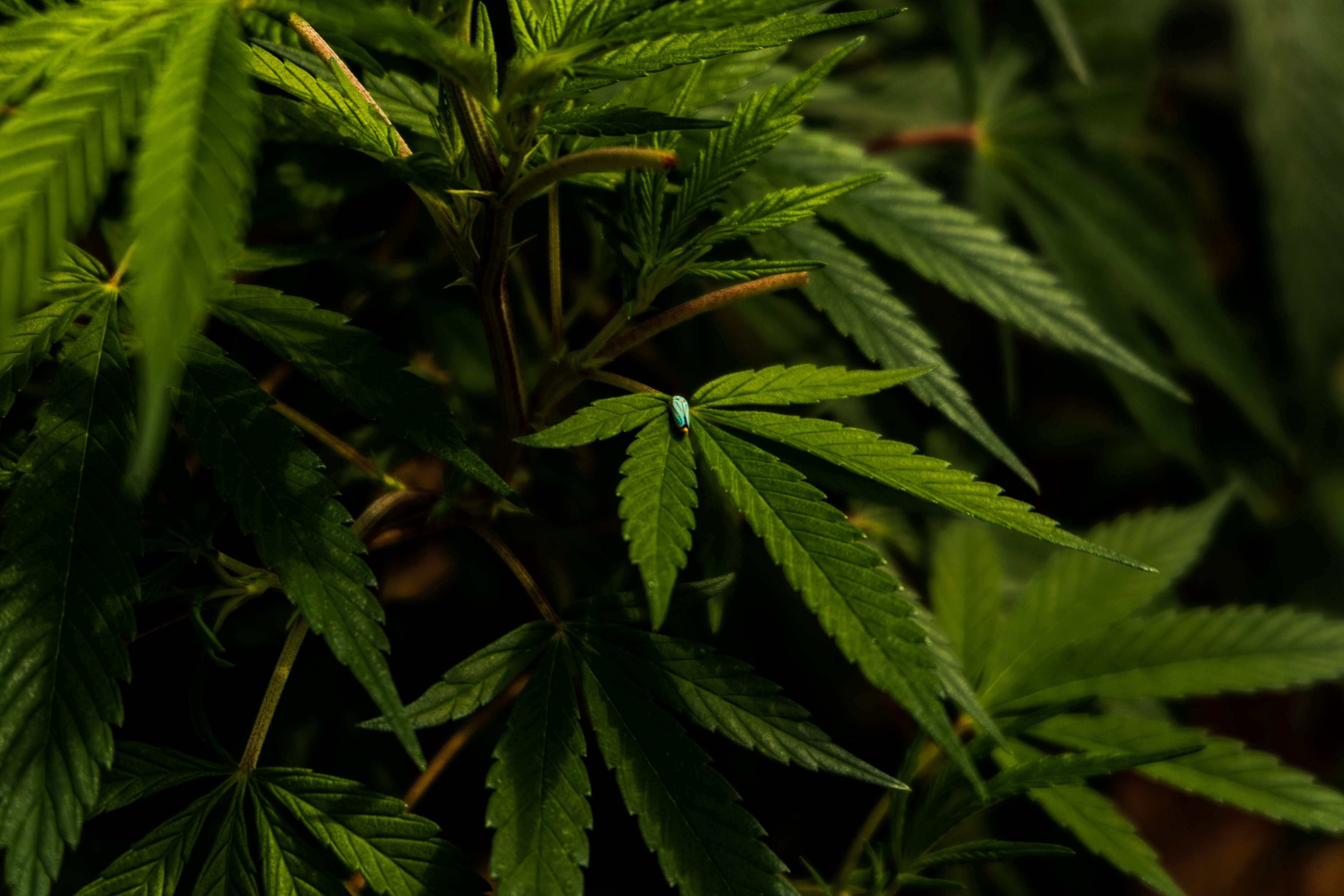 Green Leaves of Marijuana · Free Stock Photo