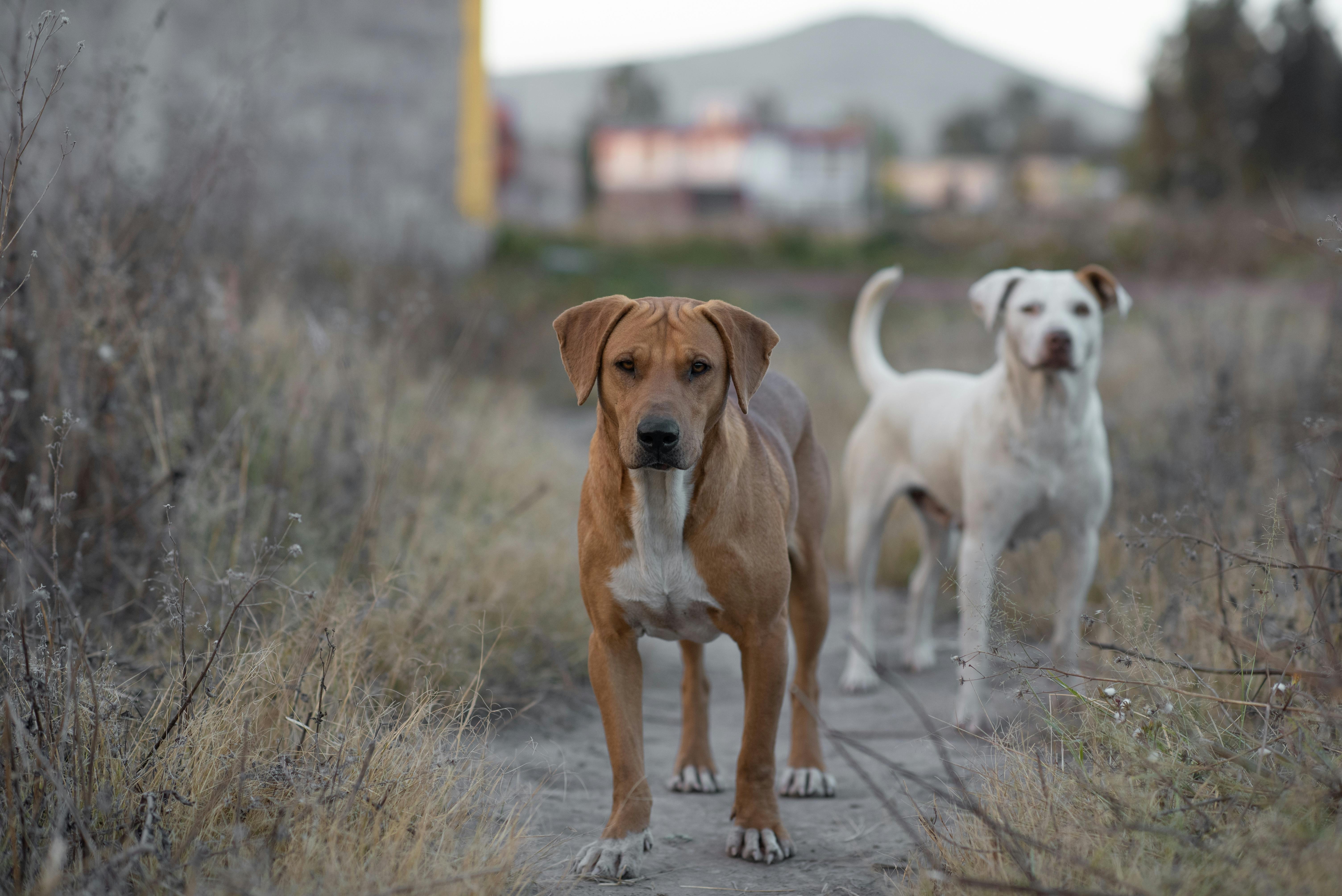 Dogs Walking on Path in Countryside · Free Stock Photo