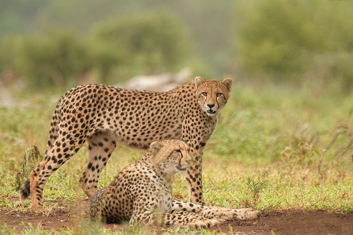 Cheetah Photos, Download The BEST Free Cheetah Stock Photos & HD Images