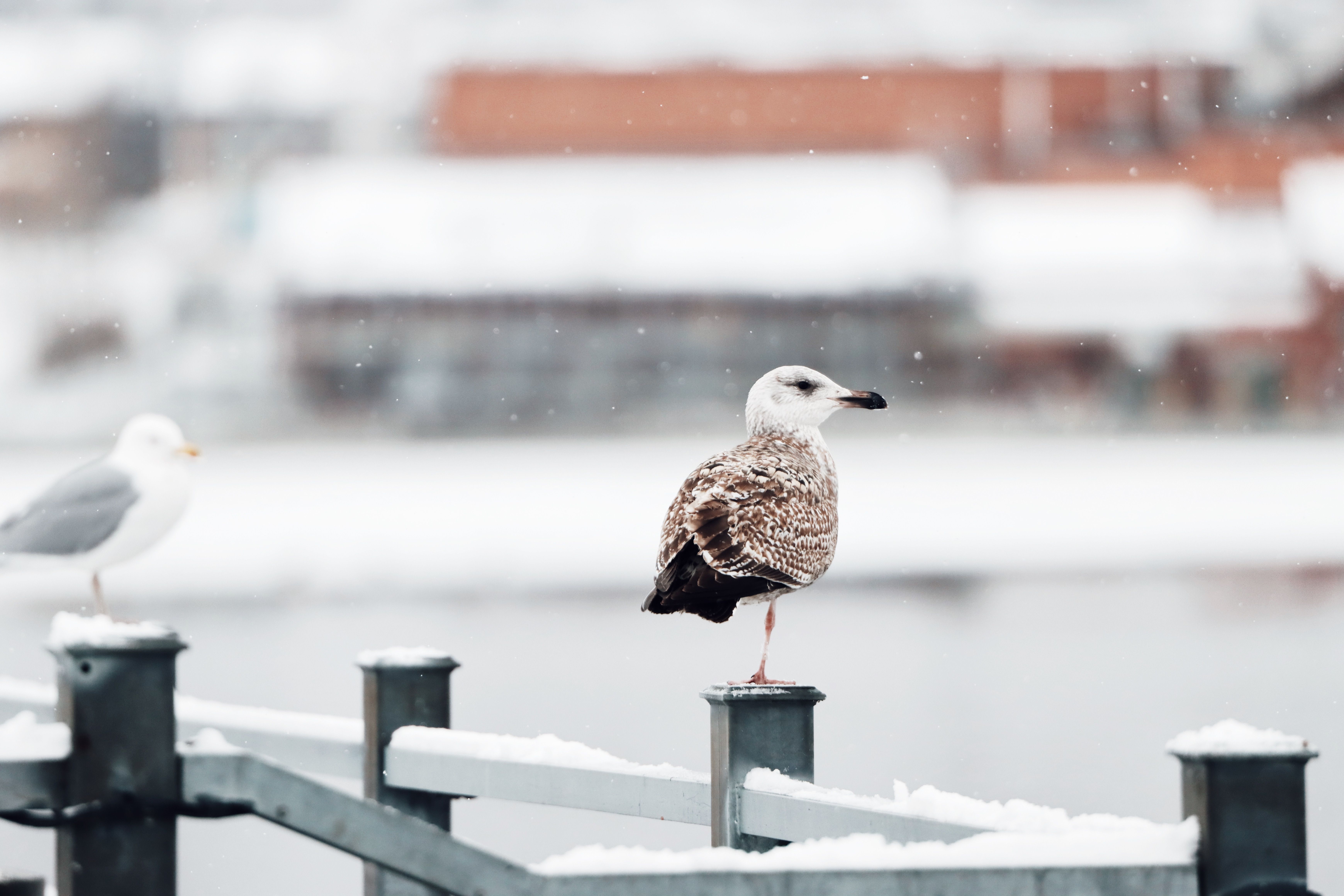 Seagull Sitting on Bridge in Winter Landscape · Free Stock Photo