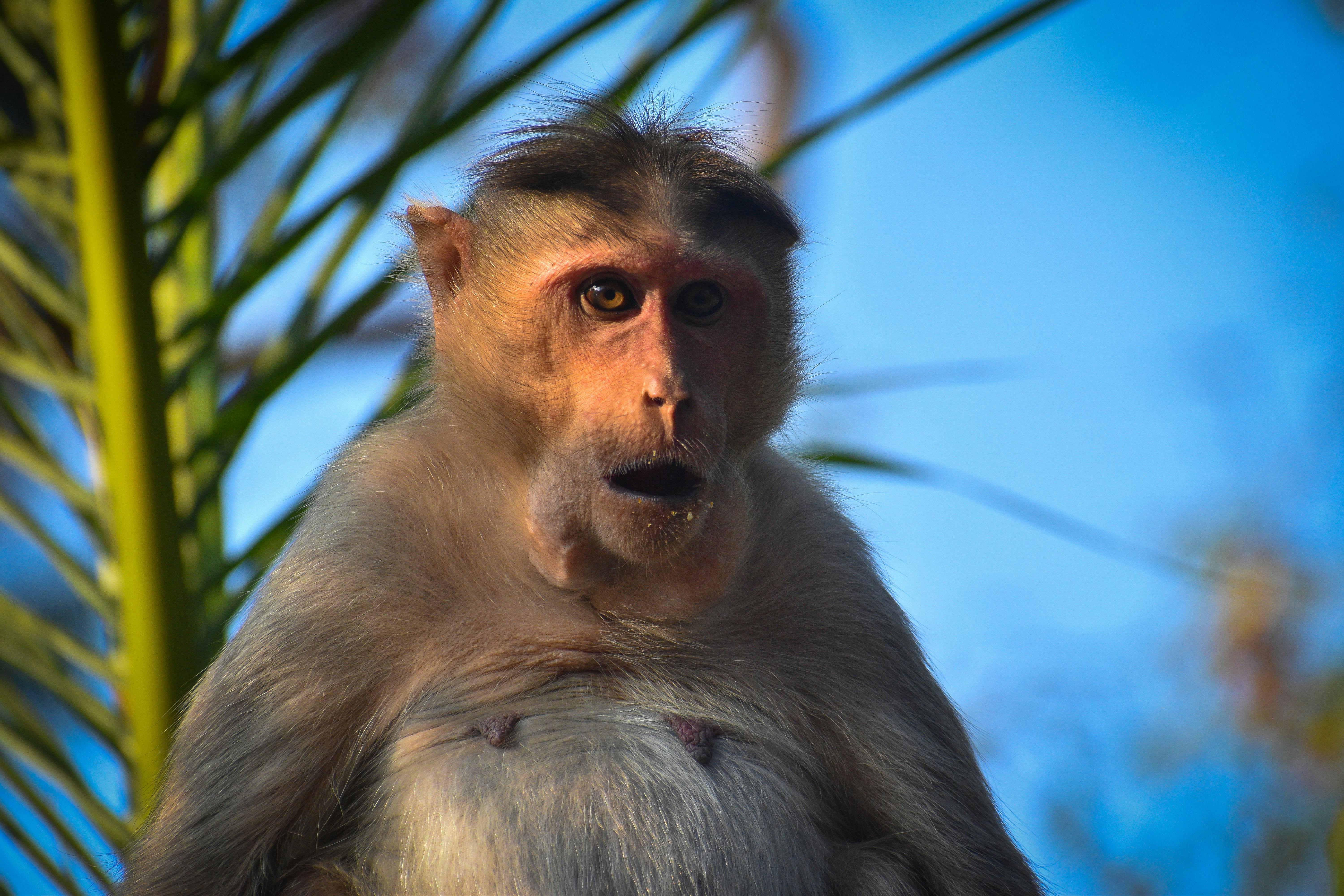Monkey Sitting on Palm Tree · Free Stock Photo