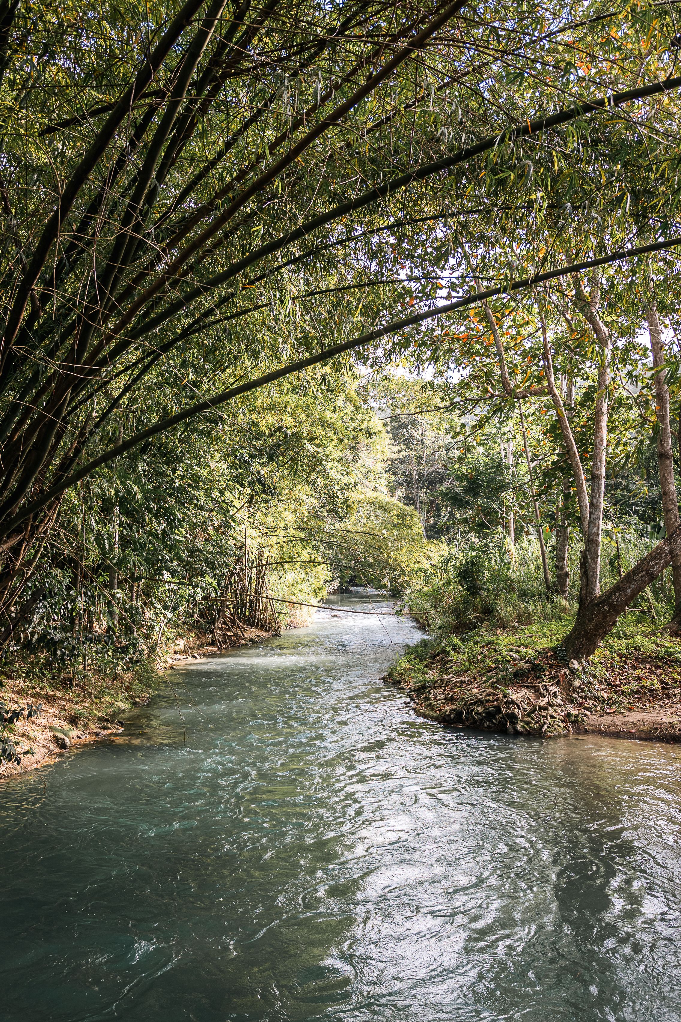 View of a River Flowing between Green Trees · Free Stock Photo