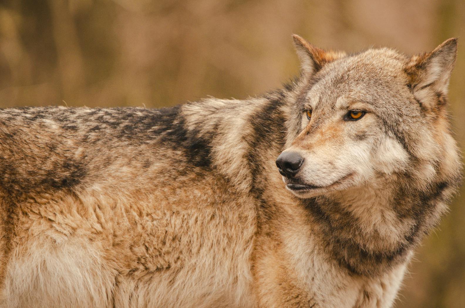 Understanding Wolf Dogs as Pets: A Responsible Owner's Guide