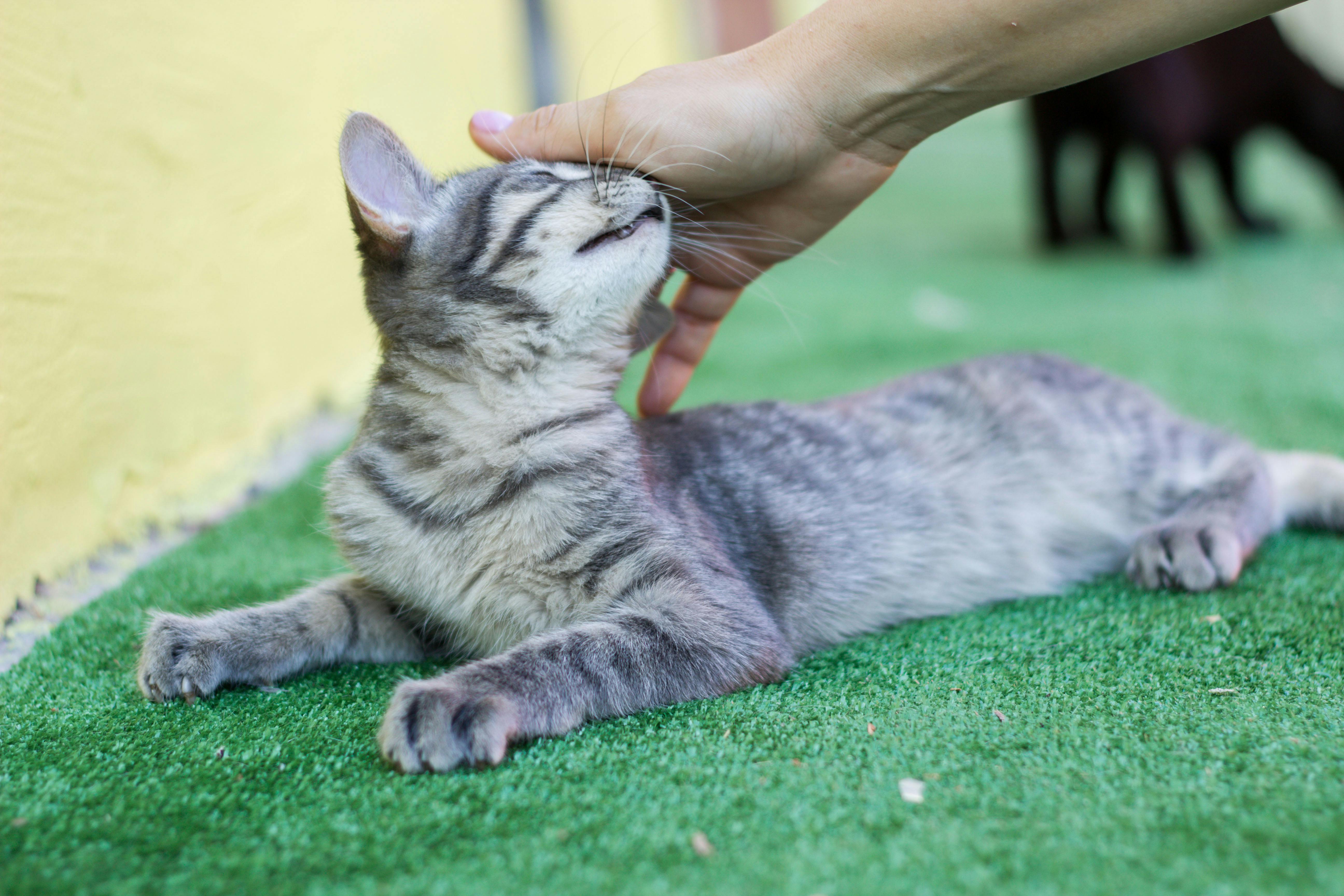 Scratch Hair Photos, Download The BEST Free Scratch Hair Stock Photos ...