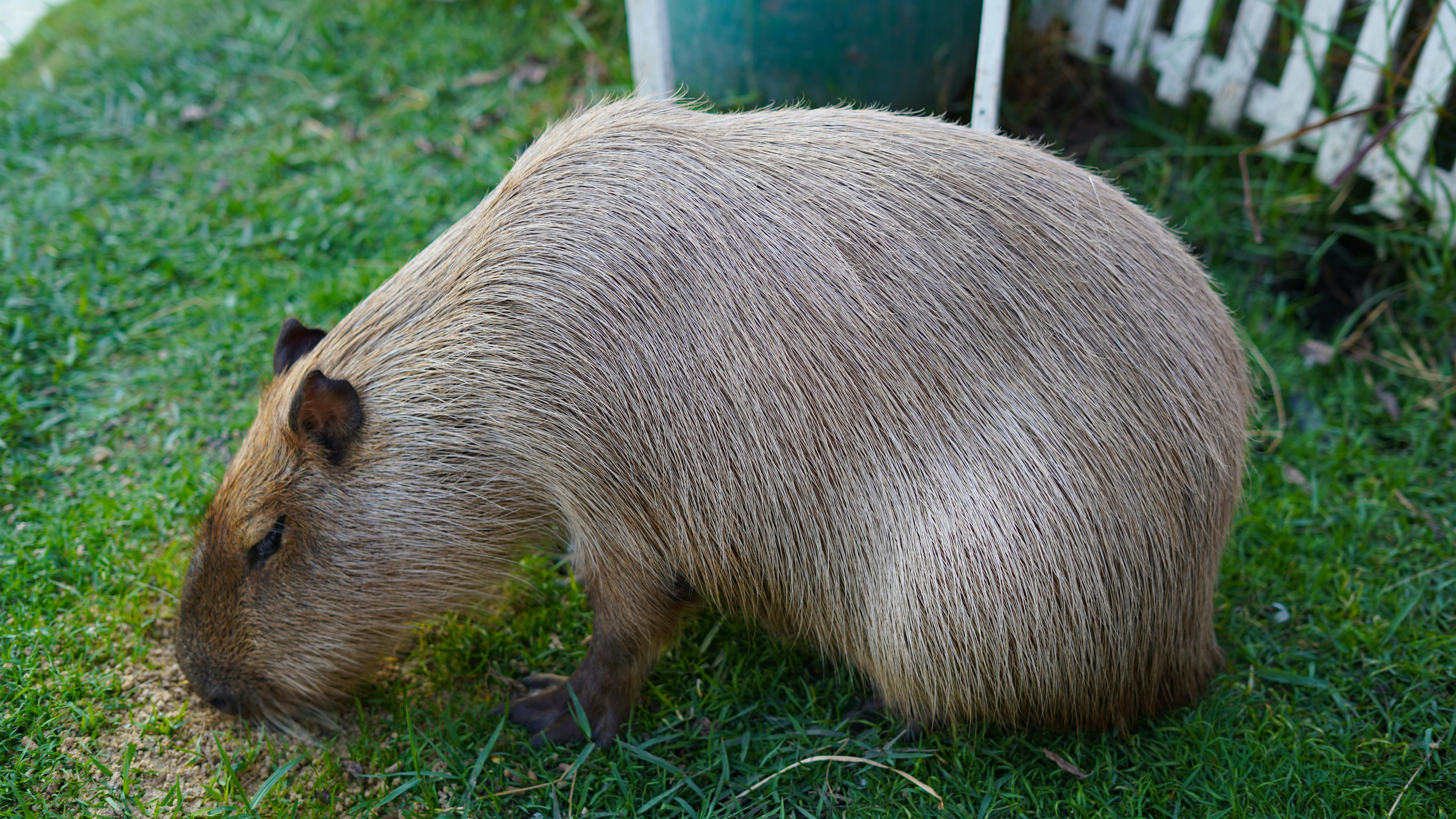 Close-up of a Capybara · Free Stock Photo